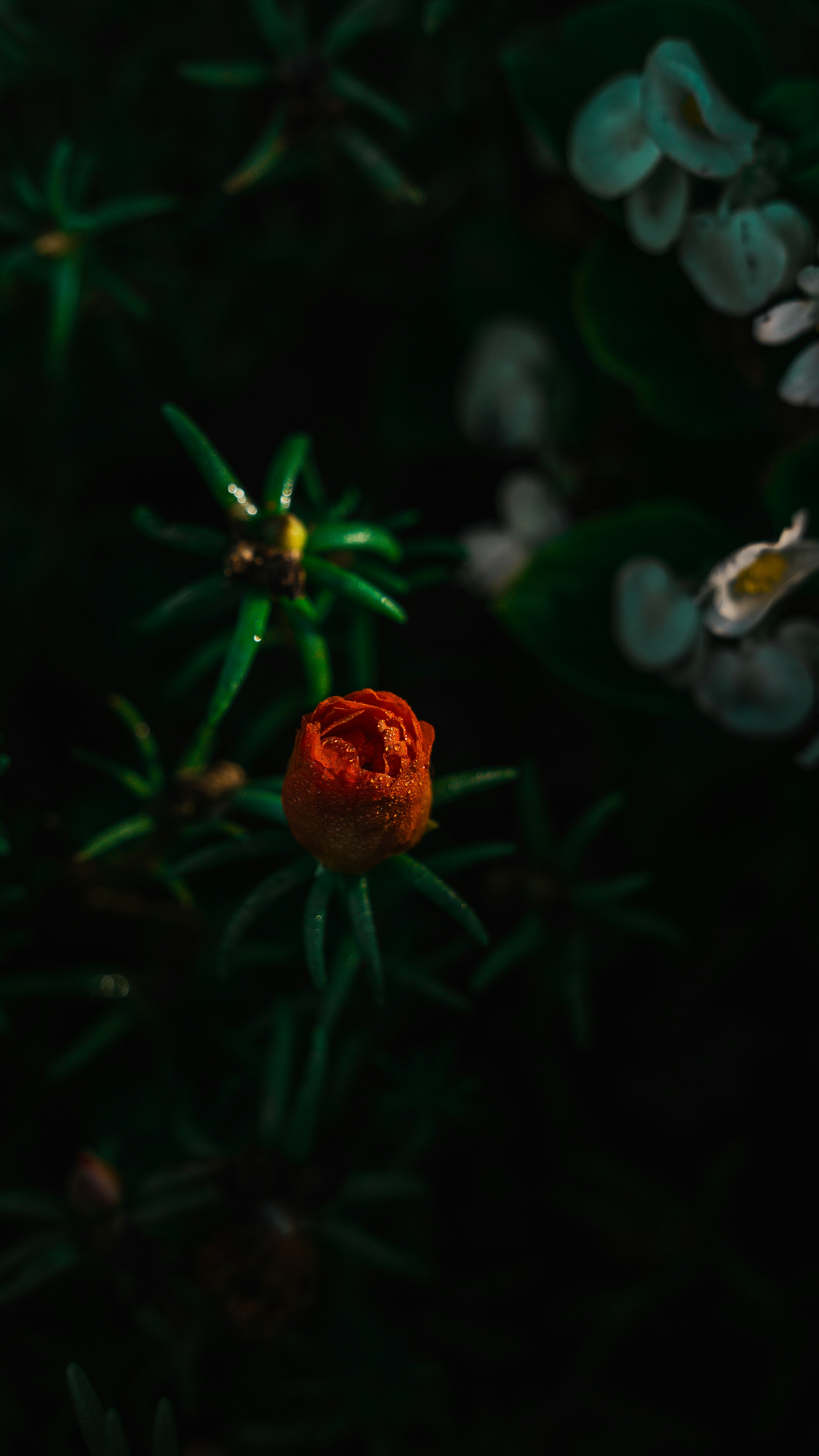 A single red rose bud surrounded by green leaves.