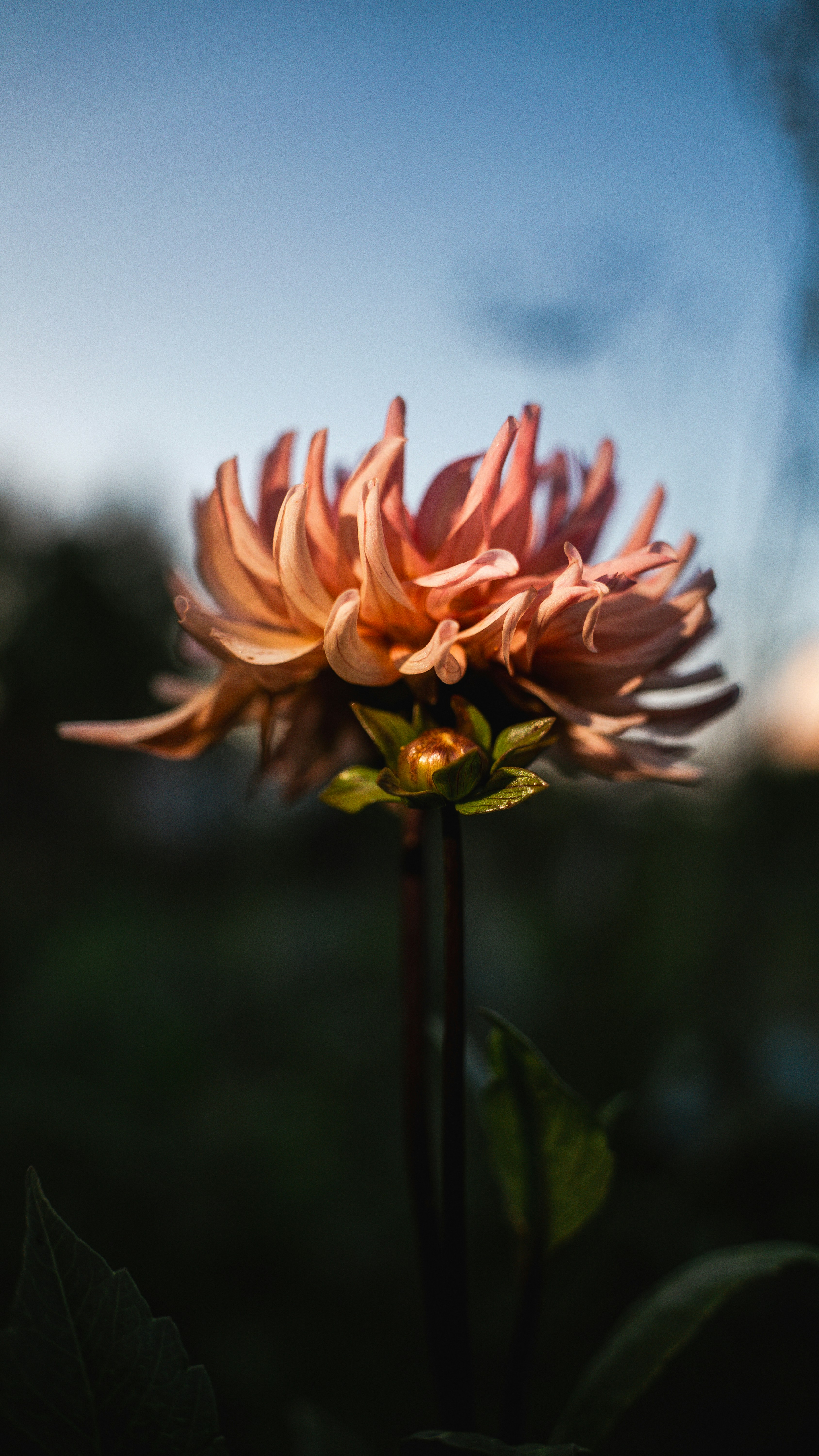 Close-up of a peach dahlia flower blooming outdoors.
