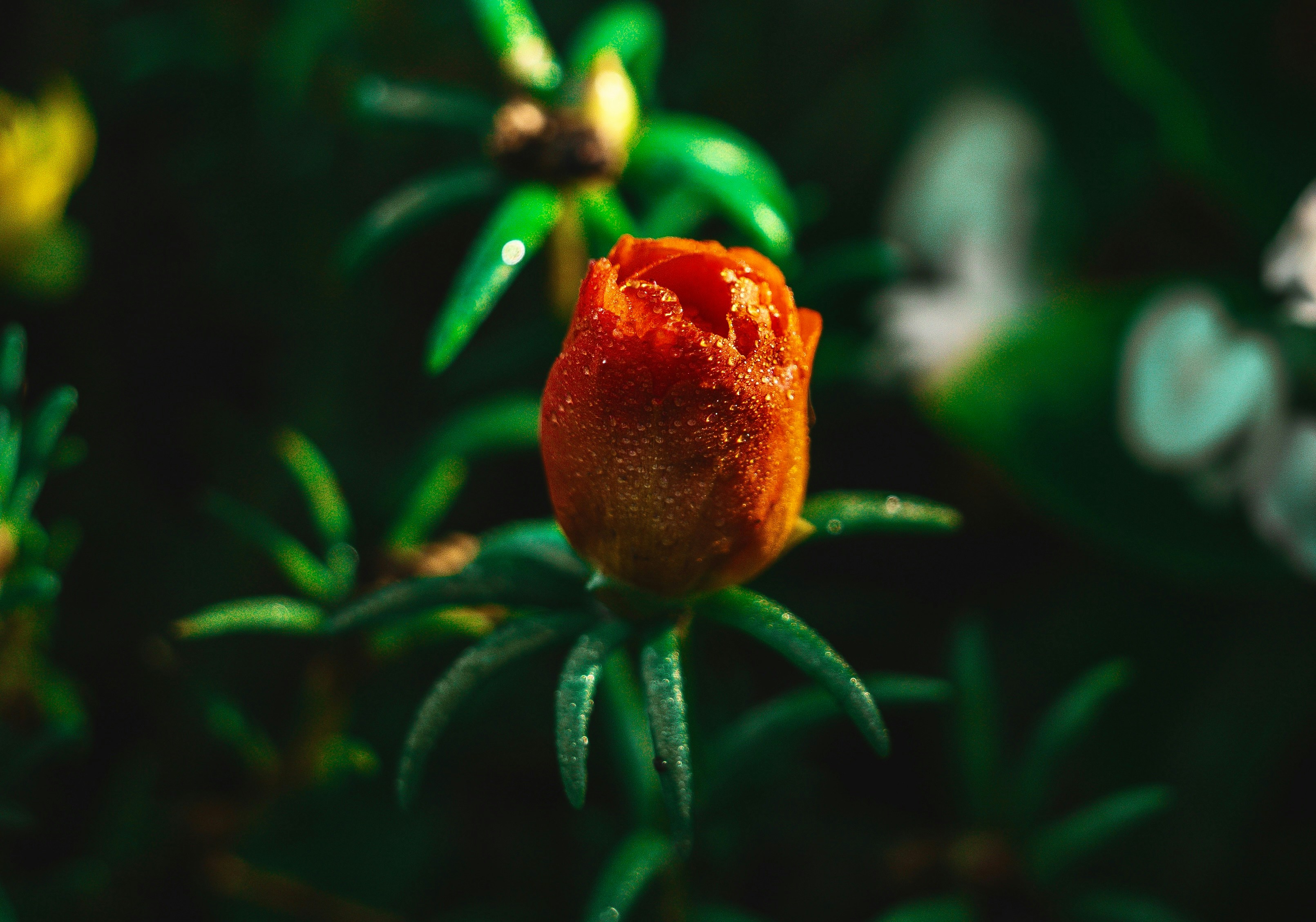 Orange flower bud with water droplets