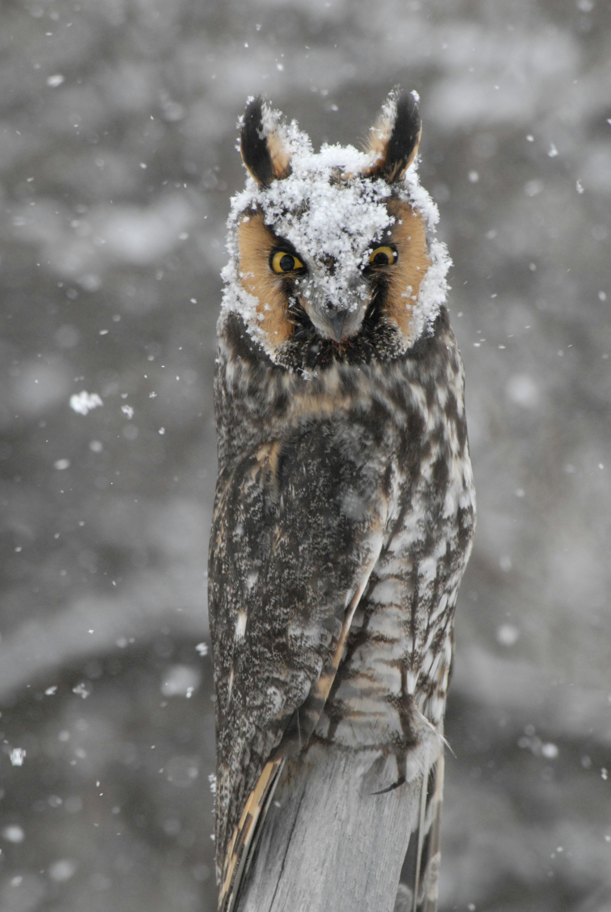 Great Horned Owl | A long-eared owl covered in snow sits on a post.