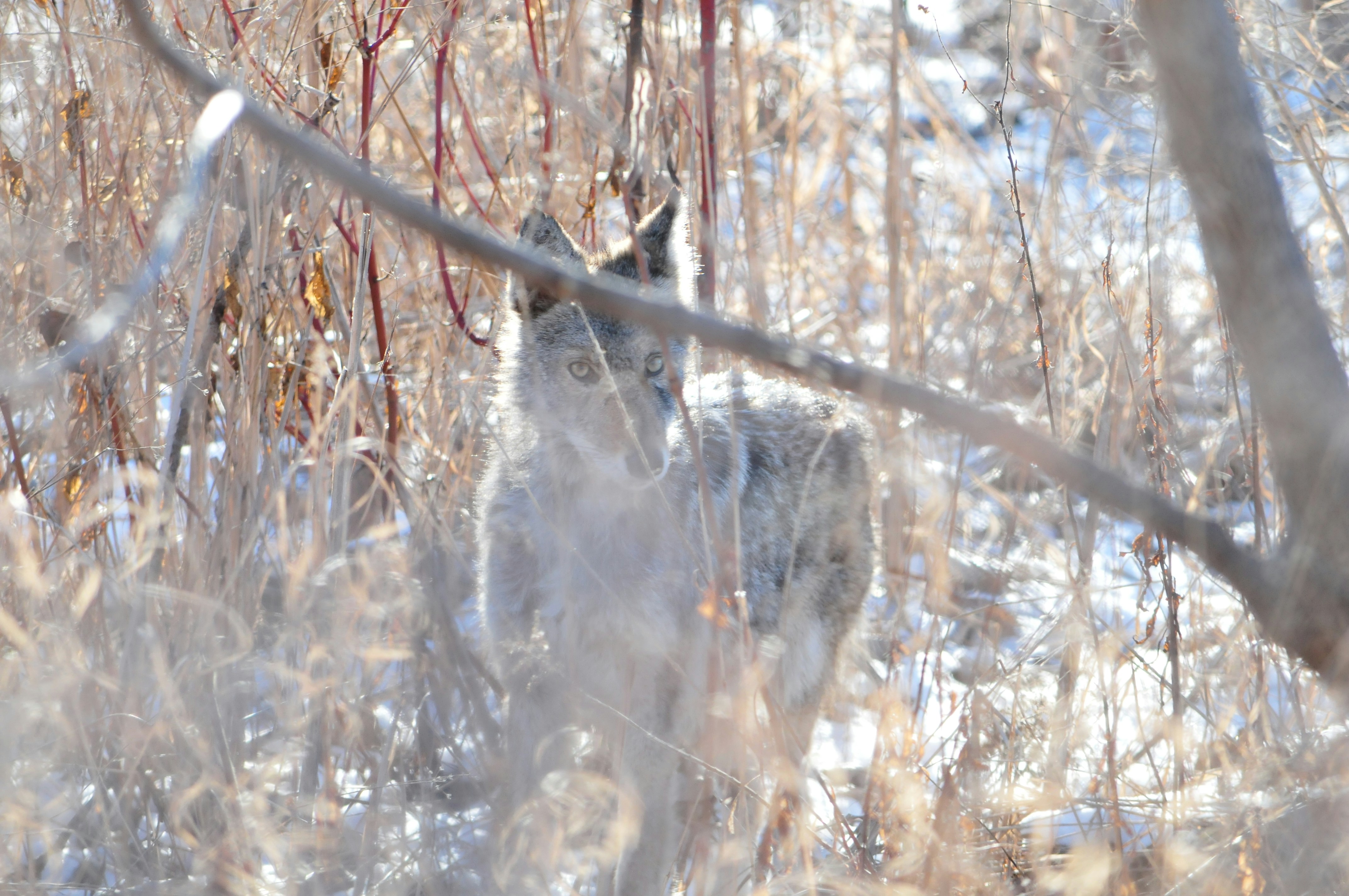 Whispers of the Wild: A Coyote's Gaze