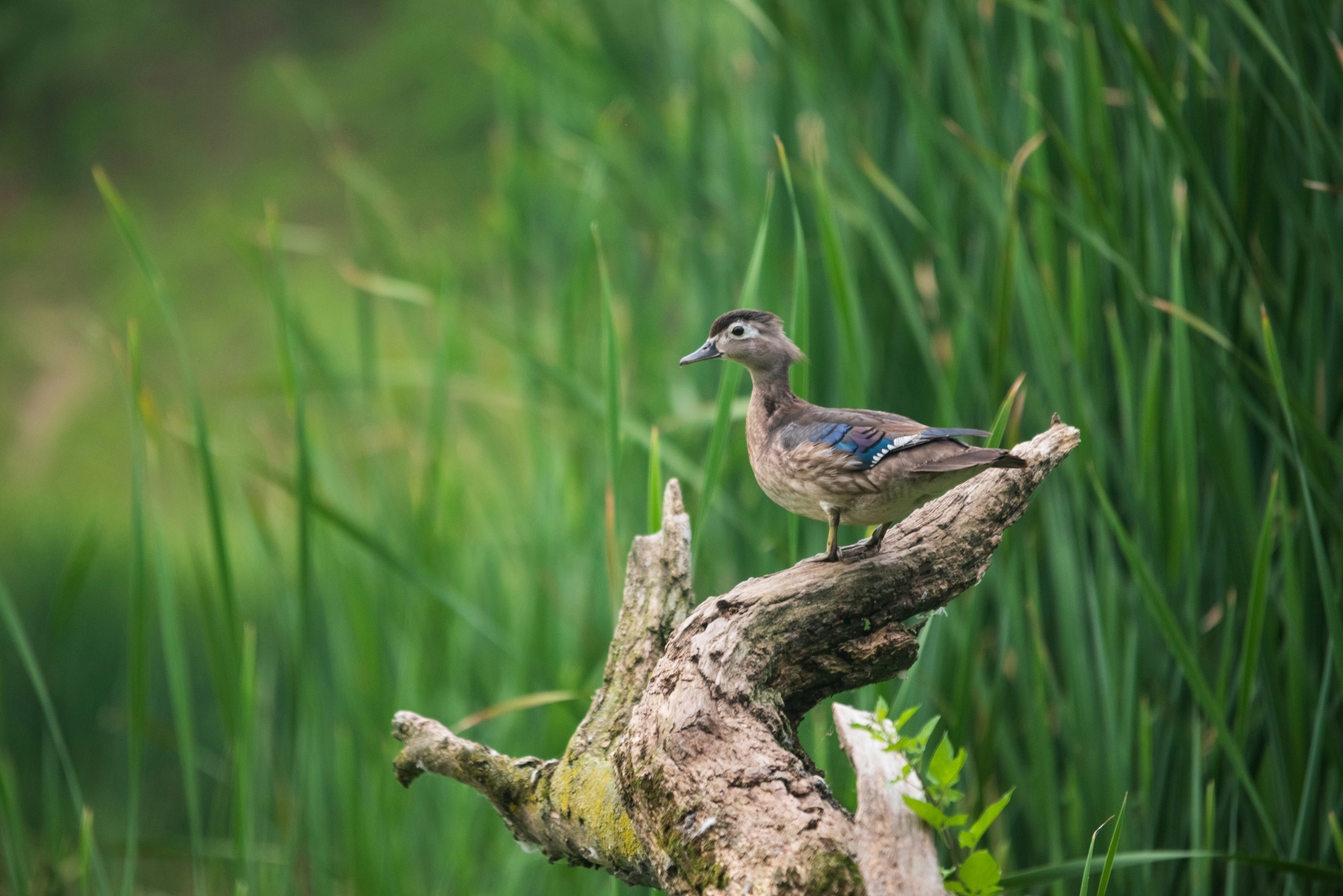A Serene Perch: The Wood Duck's Refuge