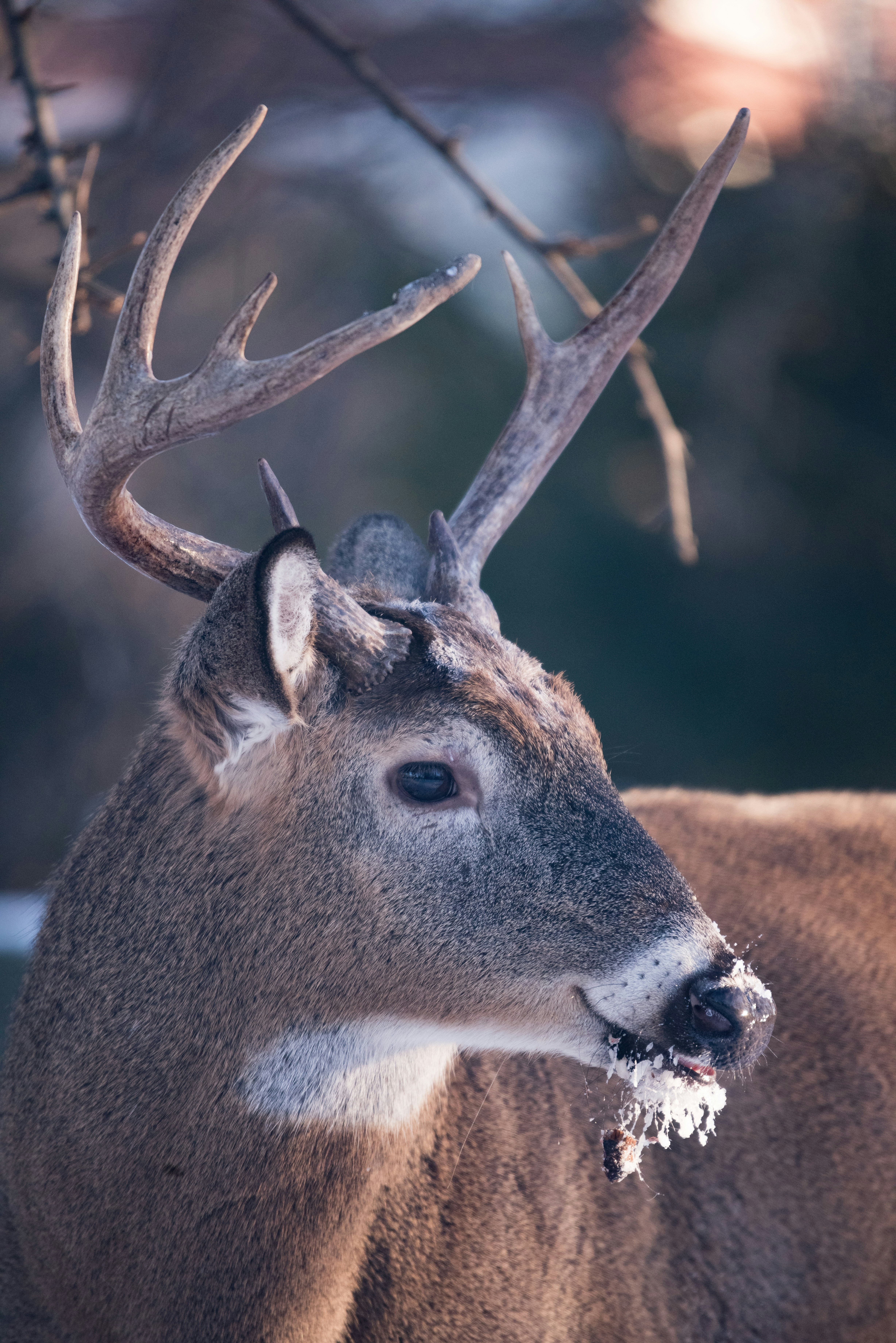 A majestic buck with snow on its nose