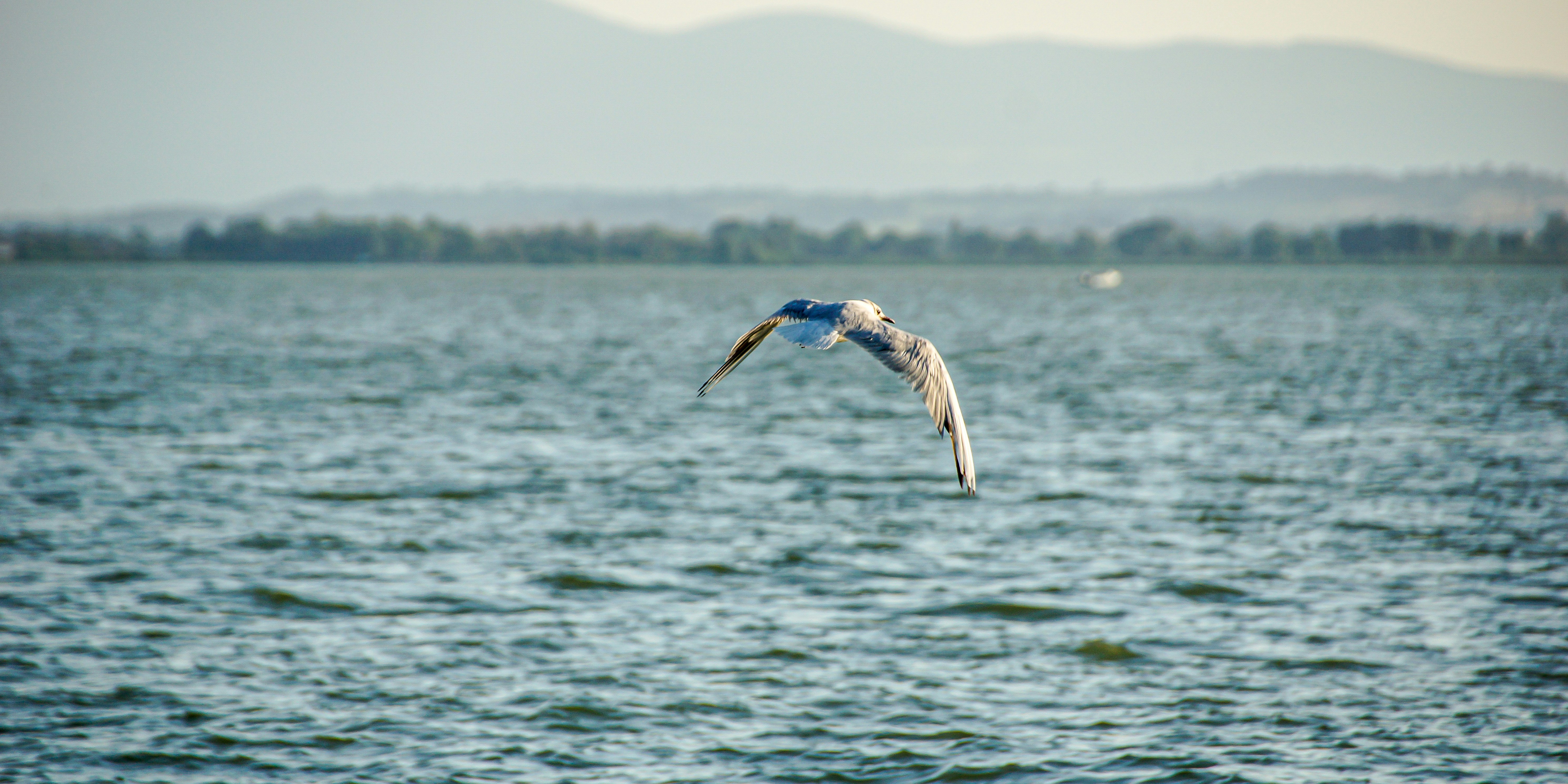 Graceful Flight Over Tranquil Waters