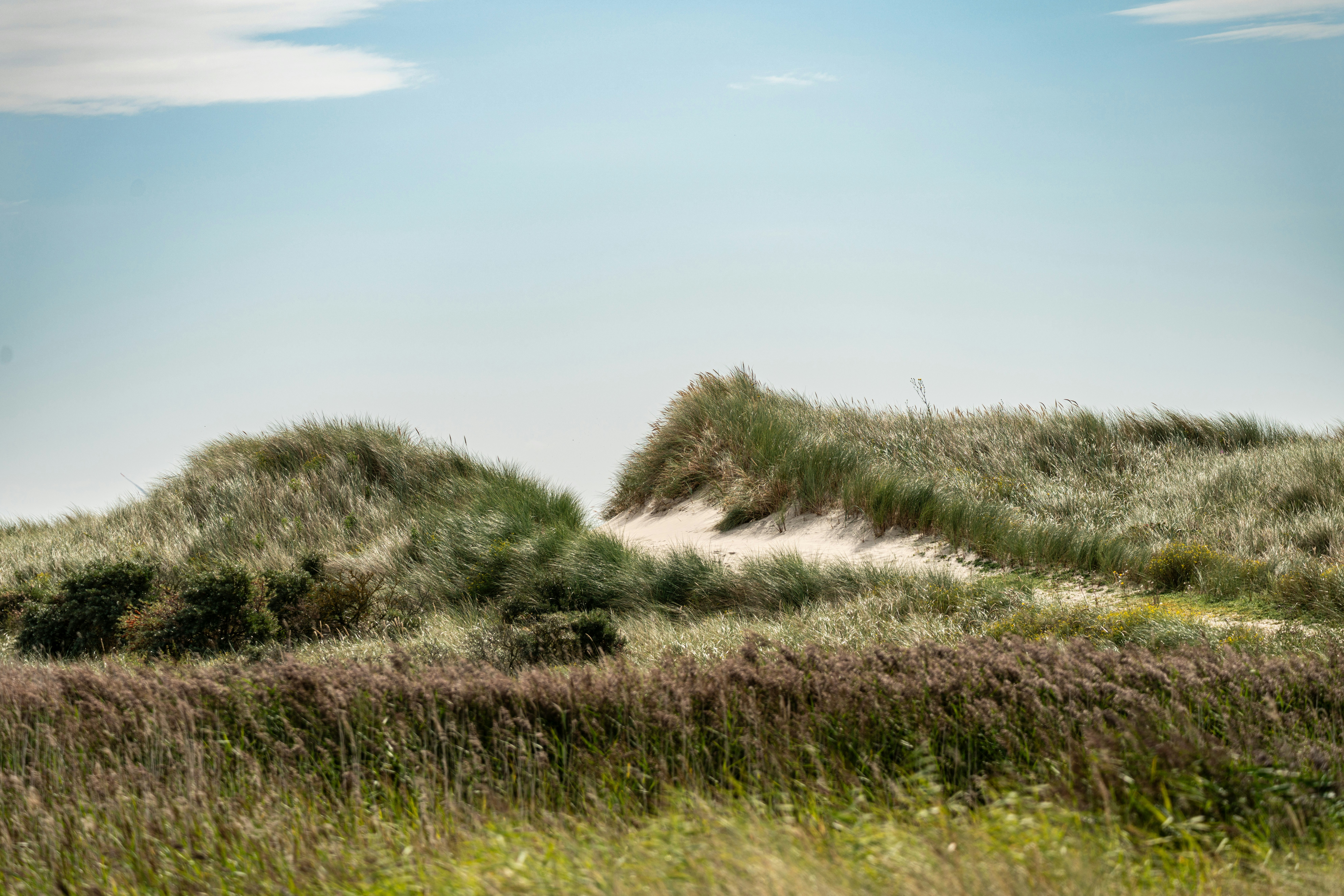 Gentle sand dunes adorned with lush grasses under a clear sky, evoking a serene coastal landscape.