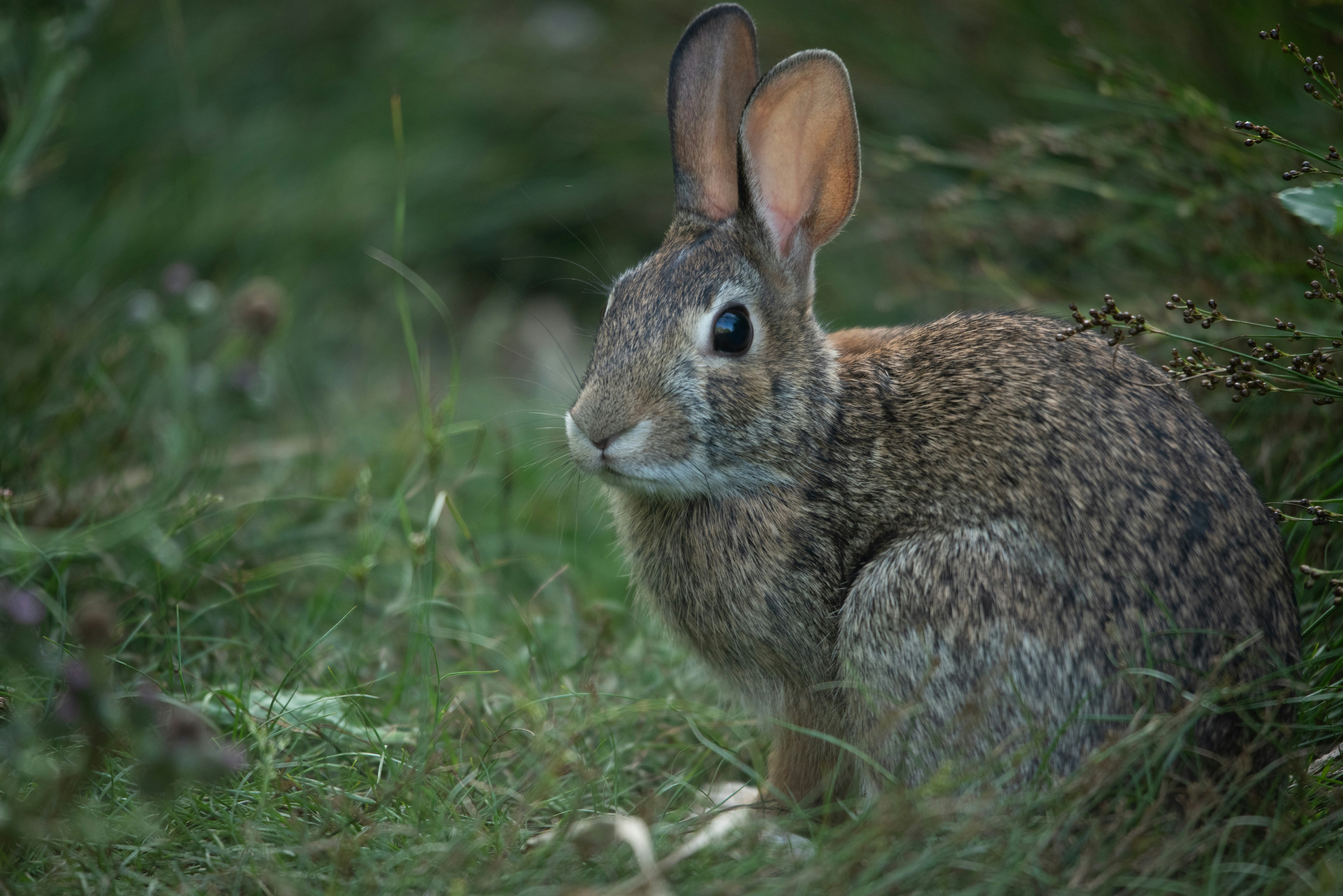 A wild rabbit sits alert in tall green grass.