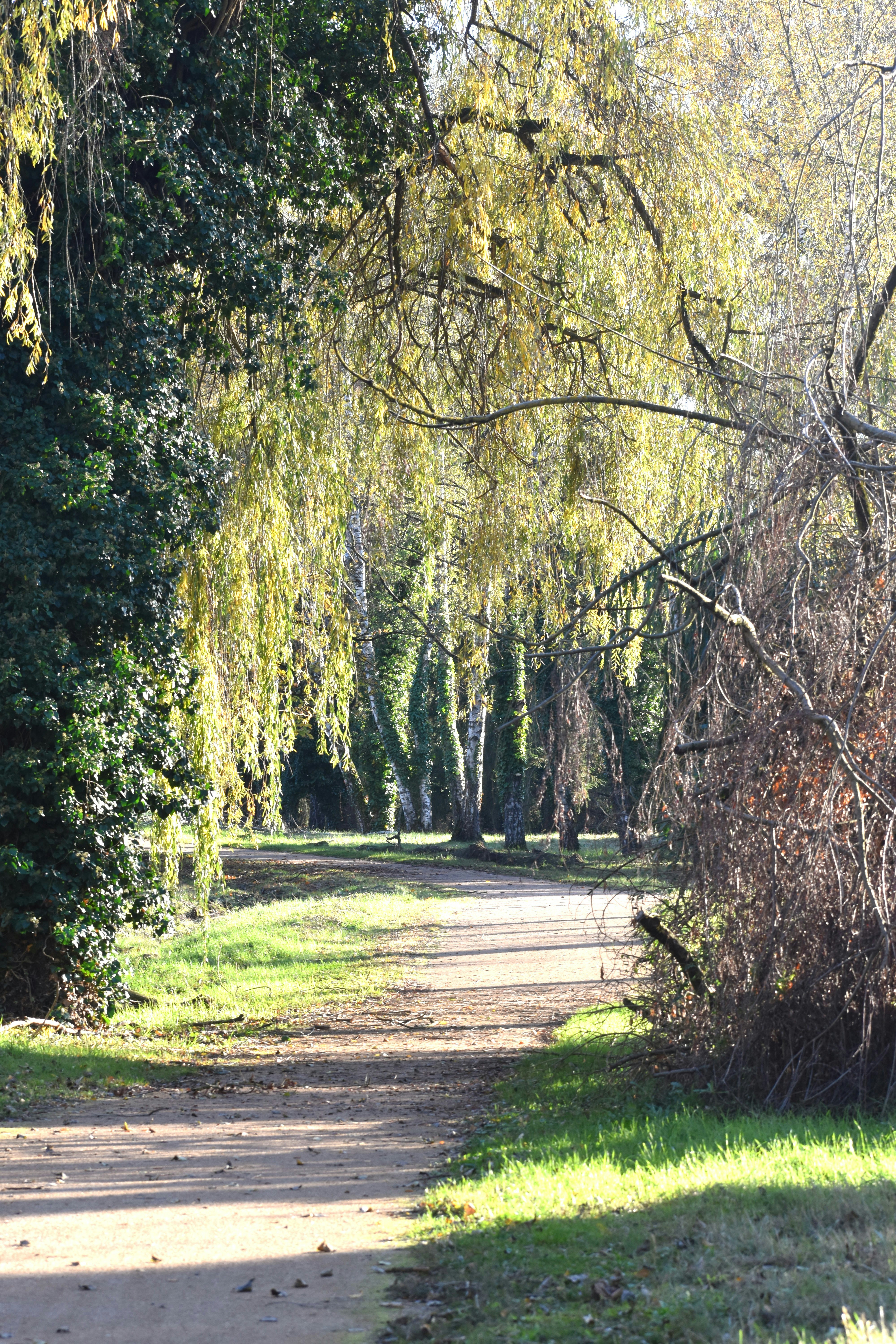 Whispers of Nature: A Serene Pathway