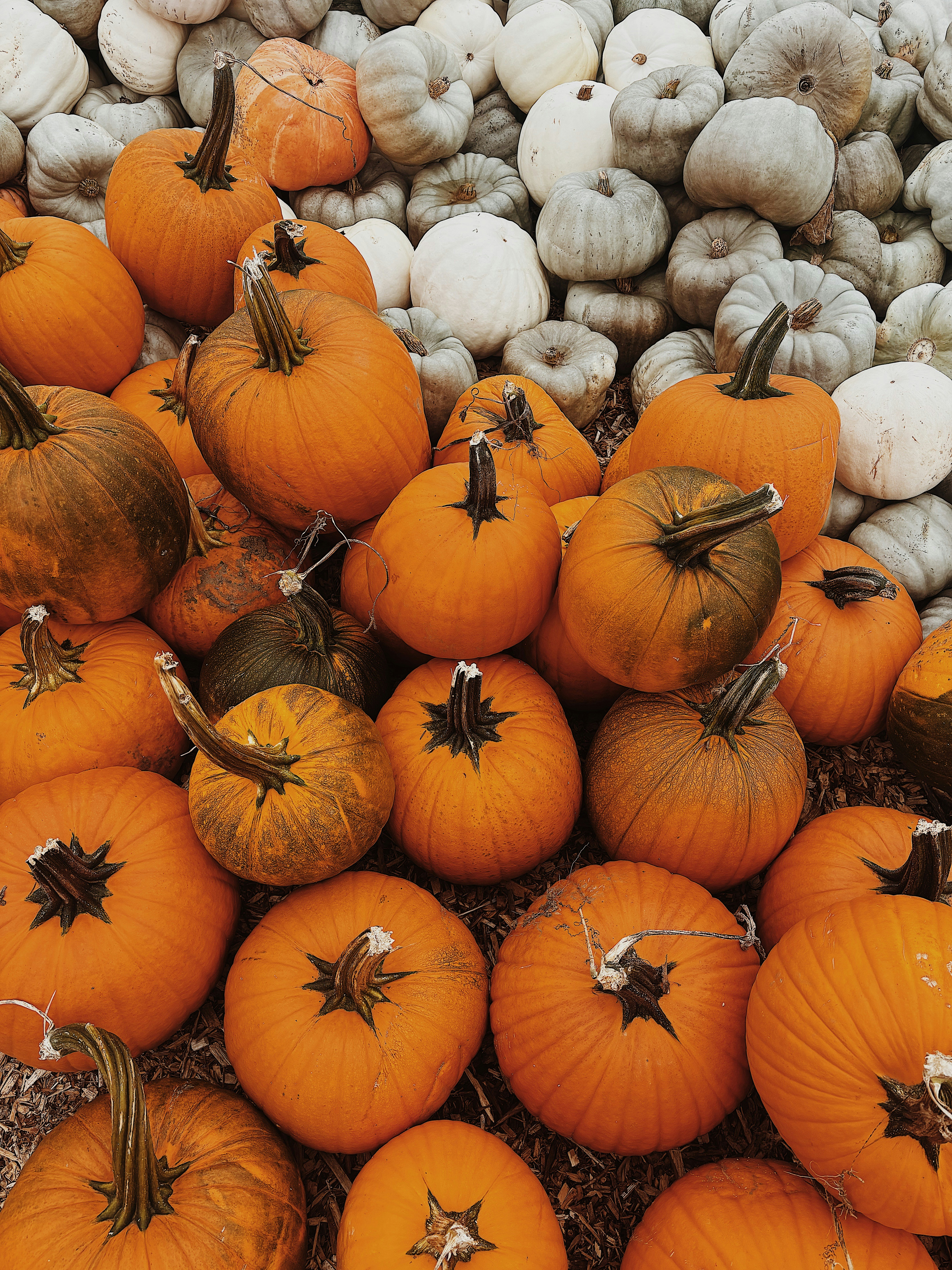 Processed with VSCO with m5 preset | A large pile of colorful pumpkins of various sizes.