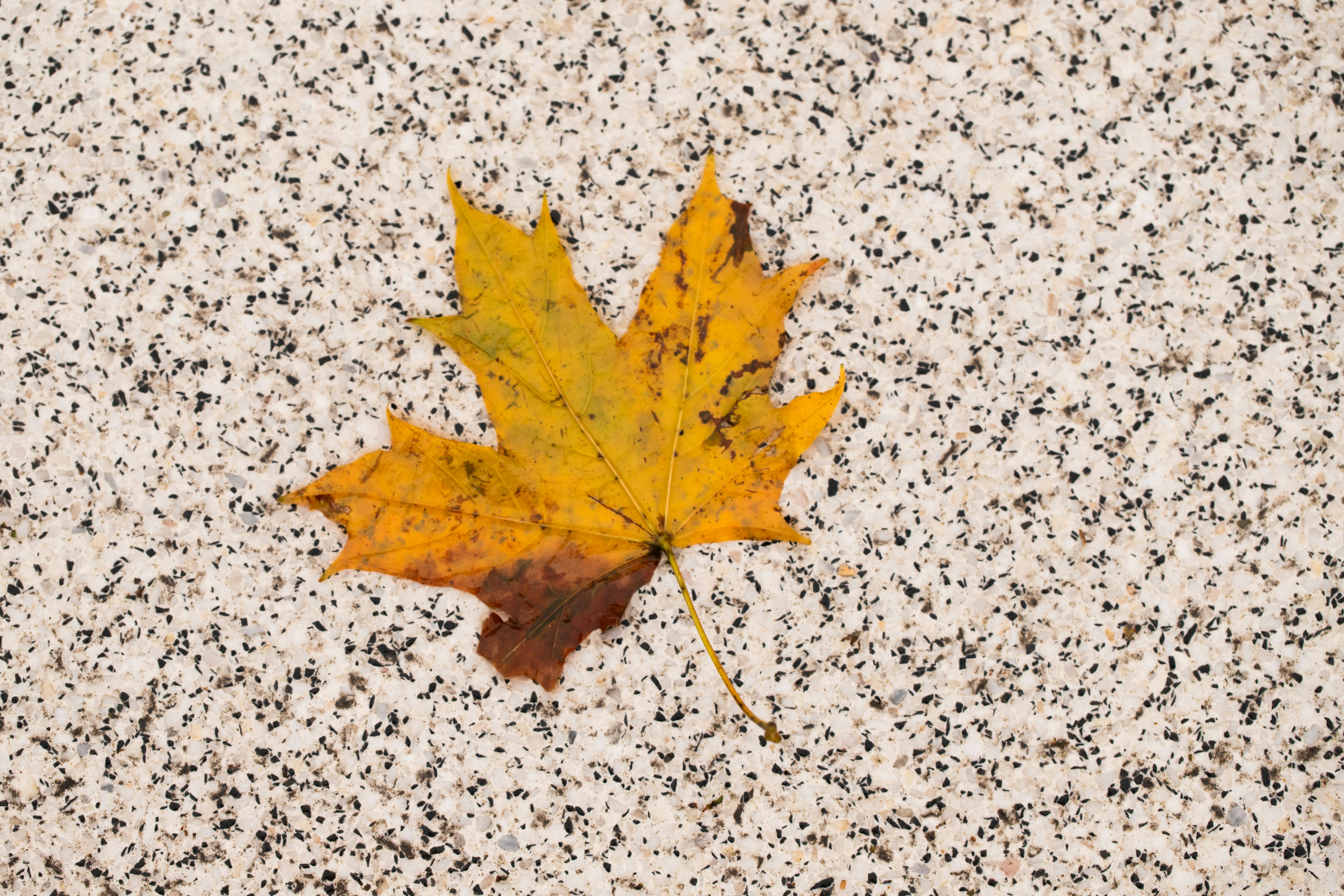 A single yellow maple leaf on speckled granite surface.