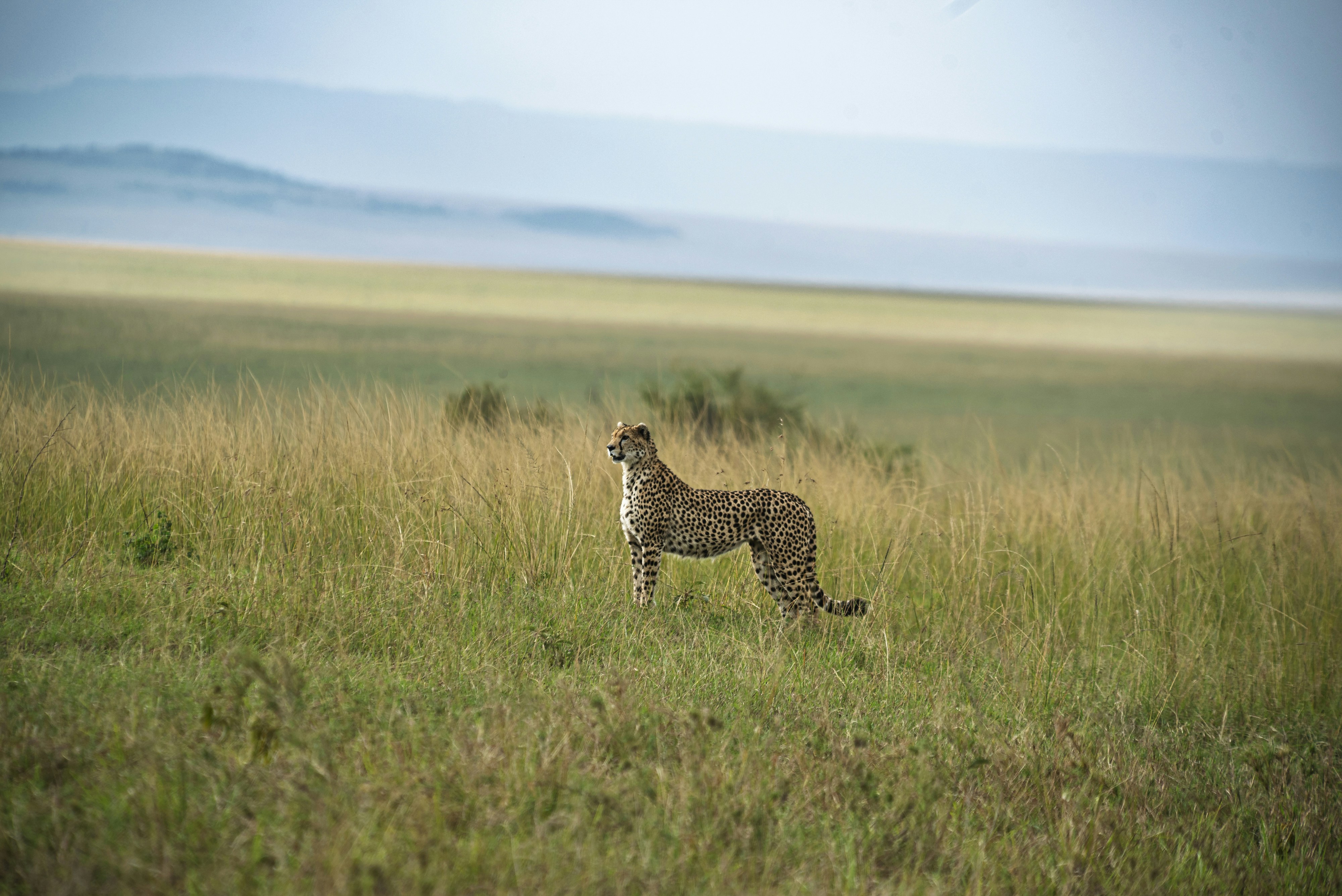 A cheetah stands in a grassy savanna landscape.