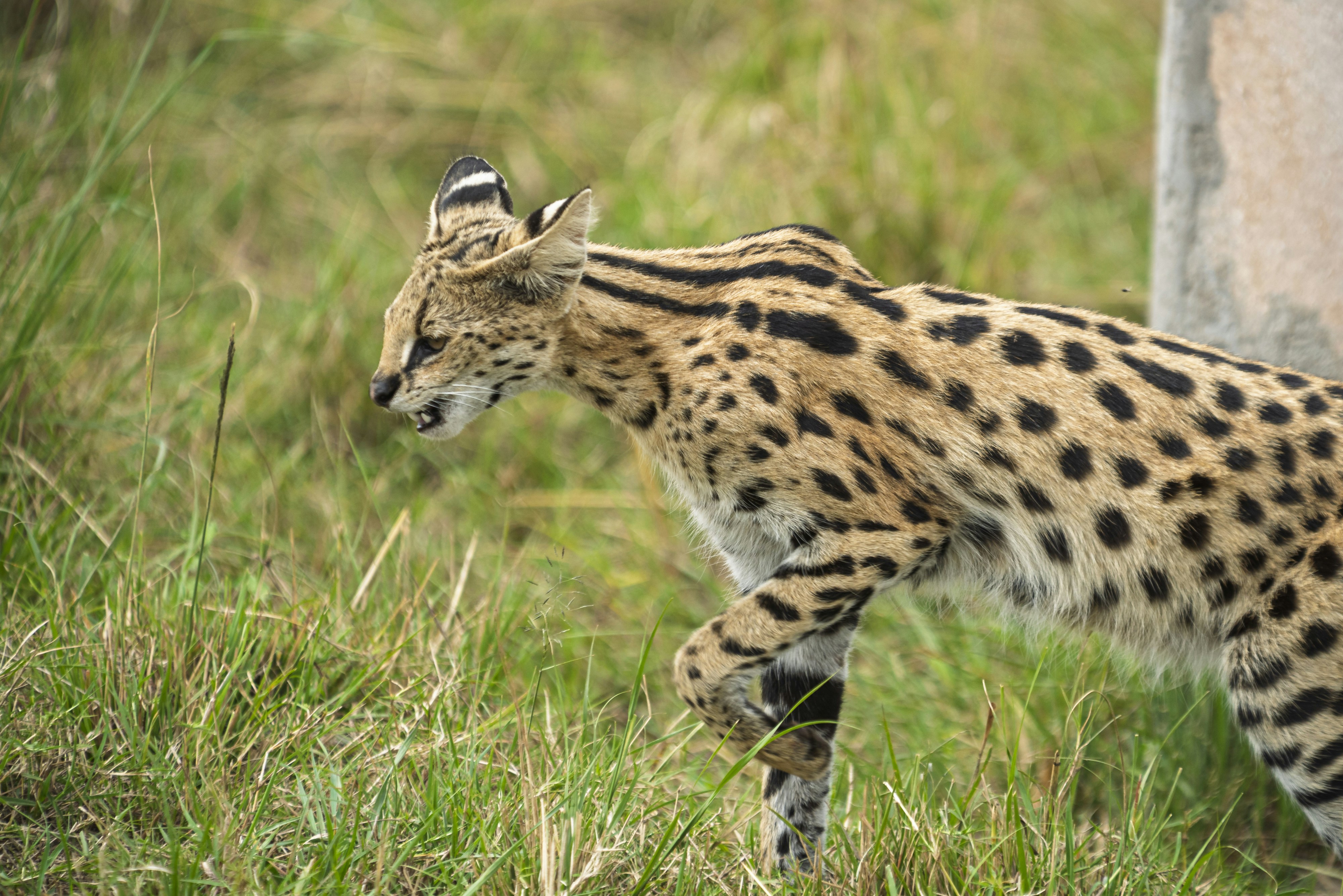 A serval cat walks through tall grass