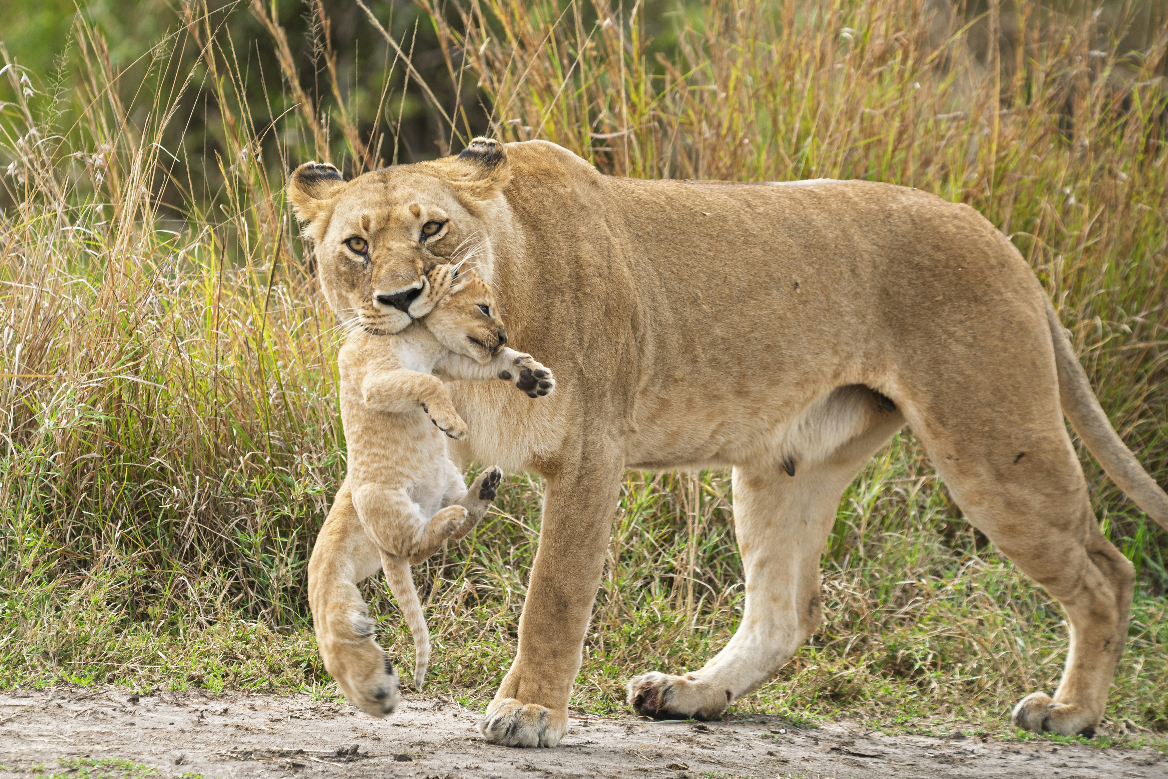 Tender Moments in the Wild