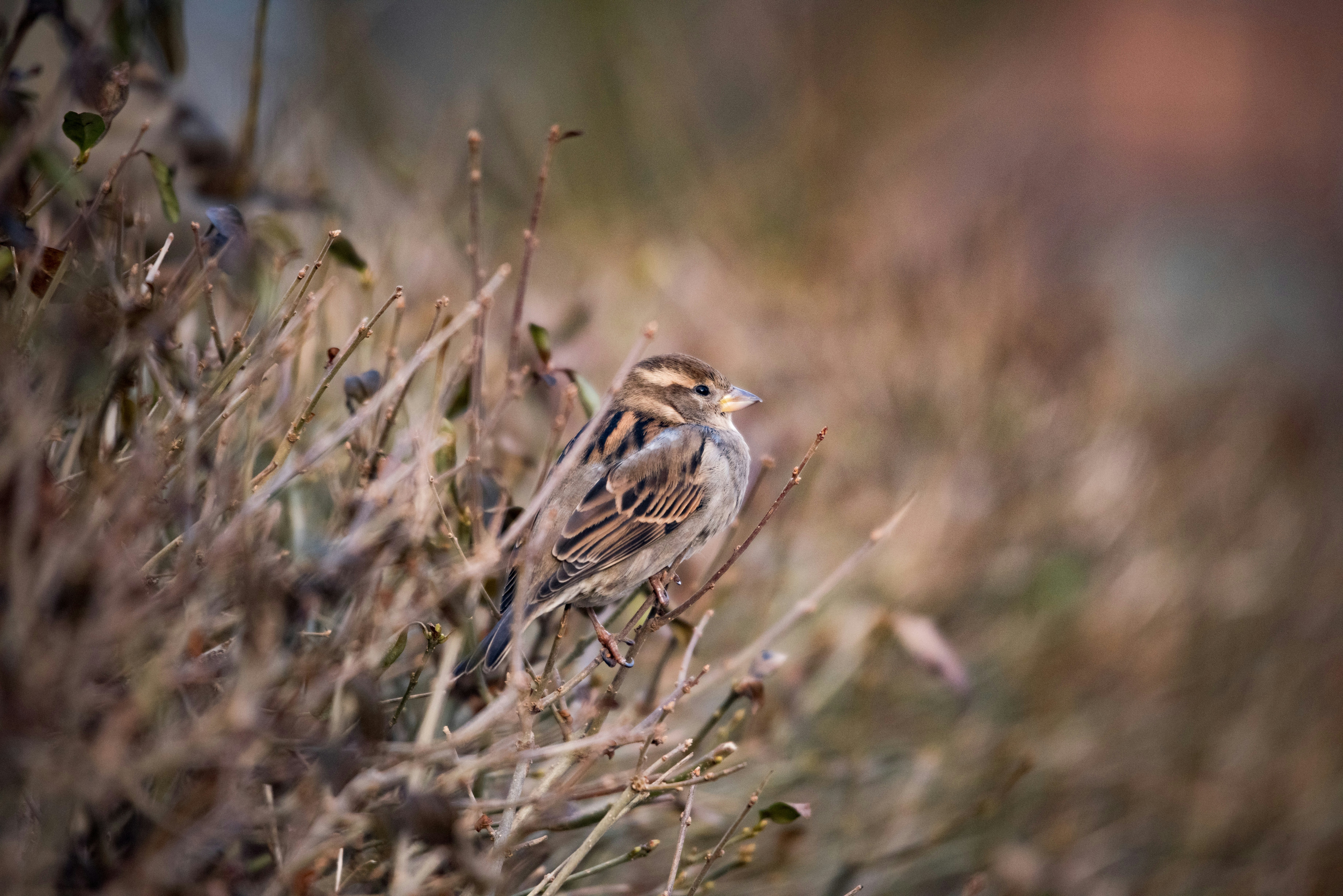A small bird perched on dry branches.