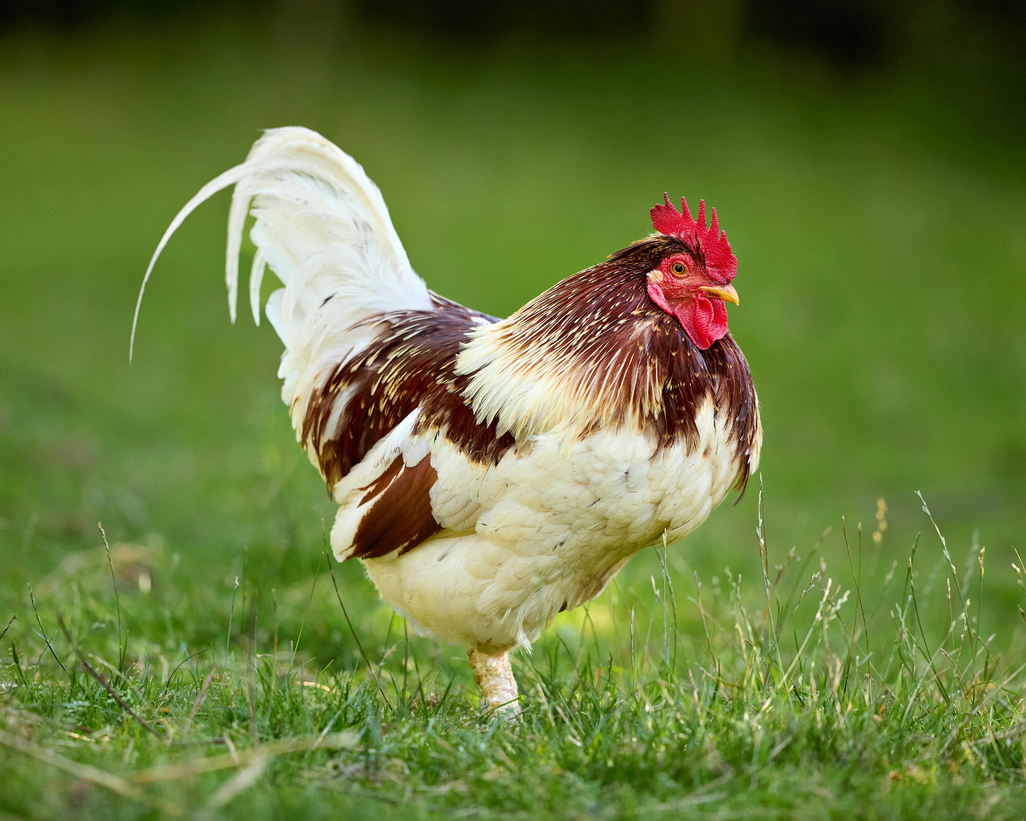 Beautiful brown and white rooster with a striking red comb and wattle, standing proudly on vibrant green grass in a sunny, natural farm environment. | A rooster stands in a grassy field.