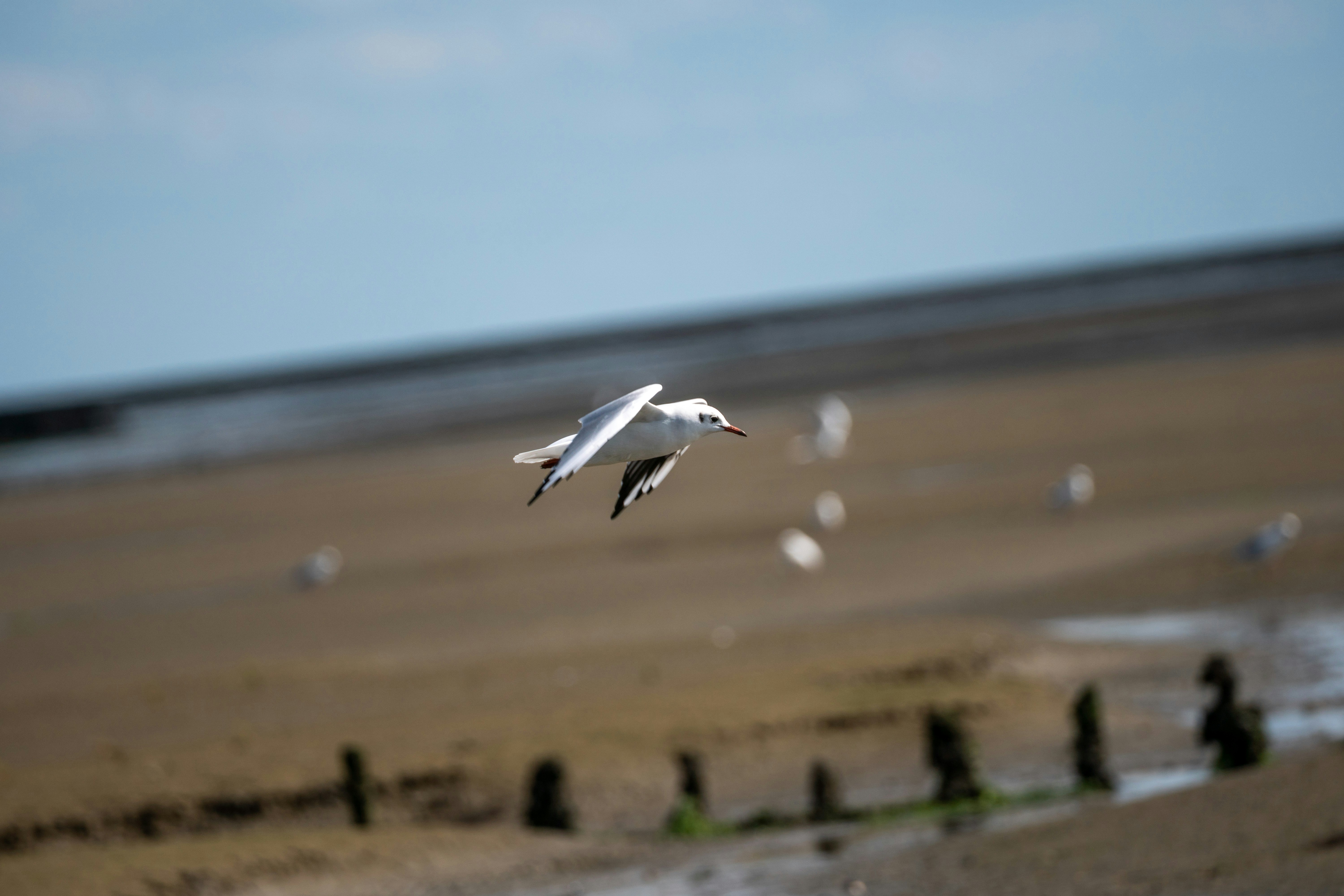 Seagull's Graceful Flight Over Tidal Sands