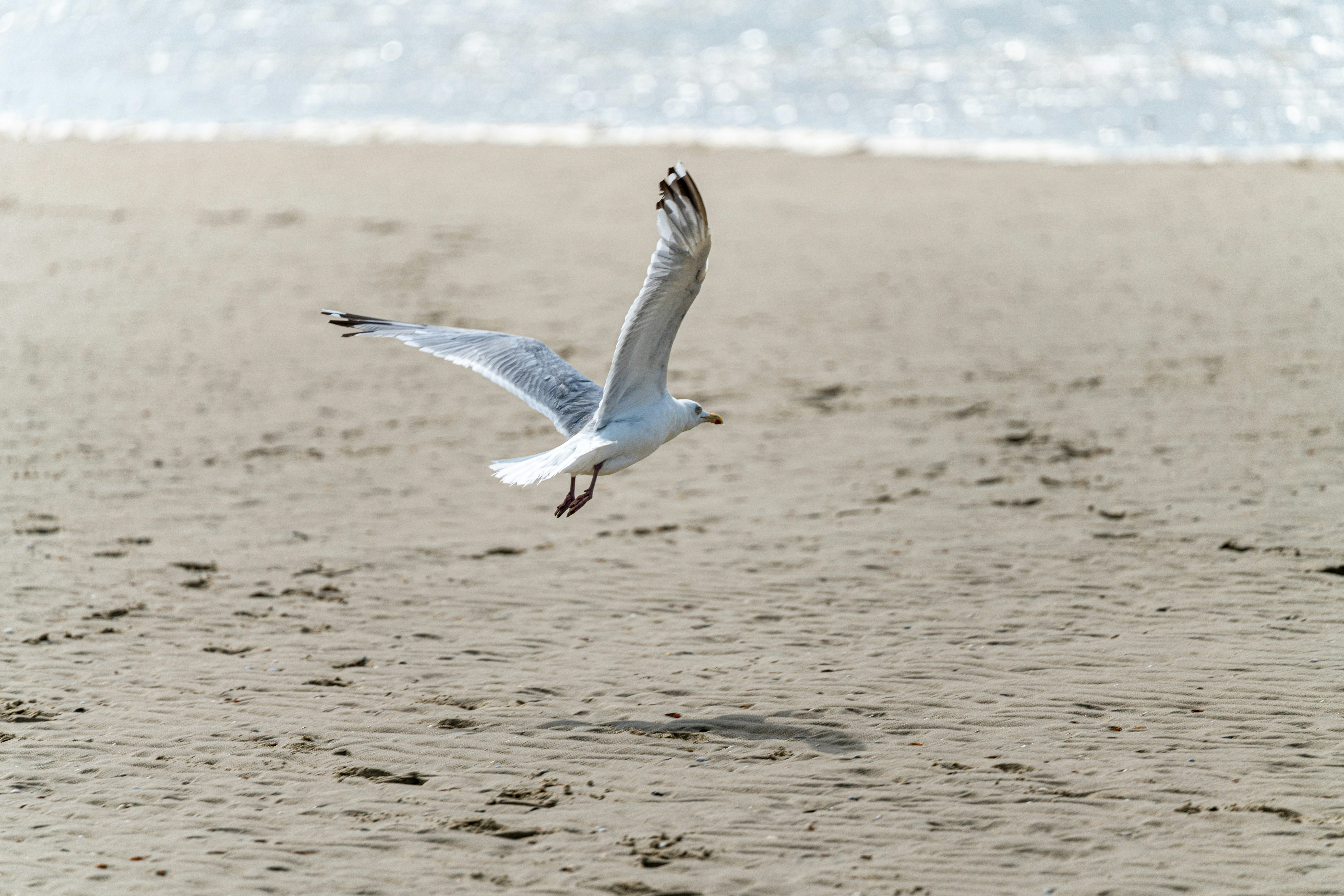 Seagull flying low over a sandy beach.