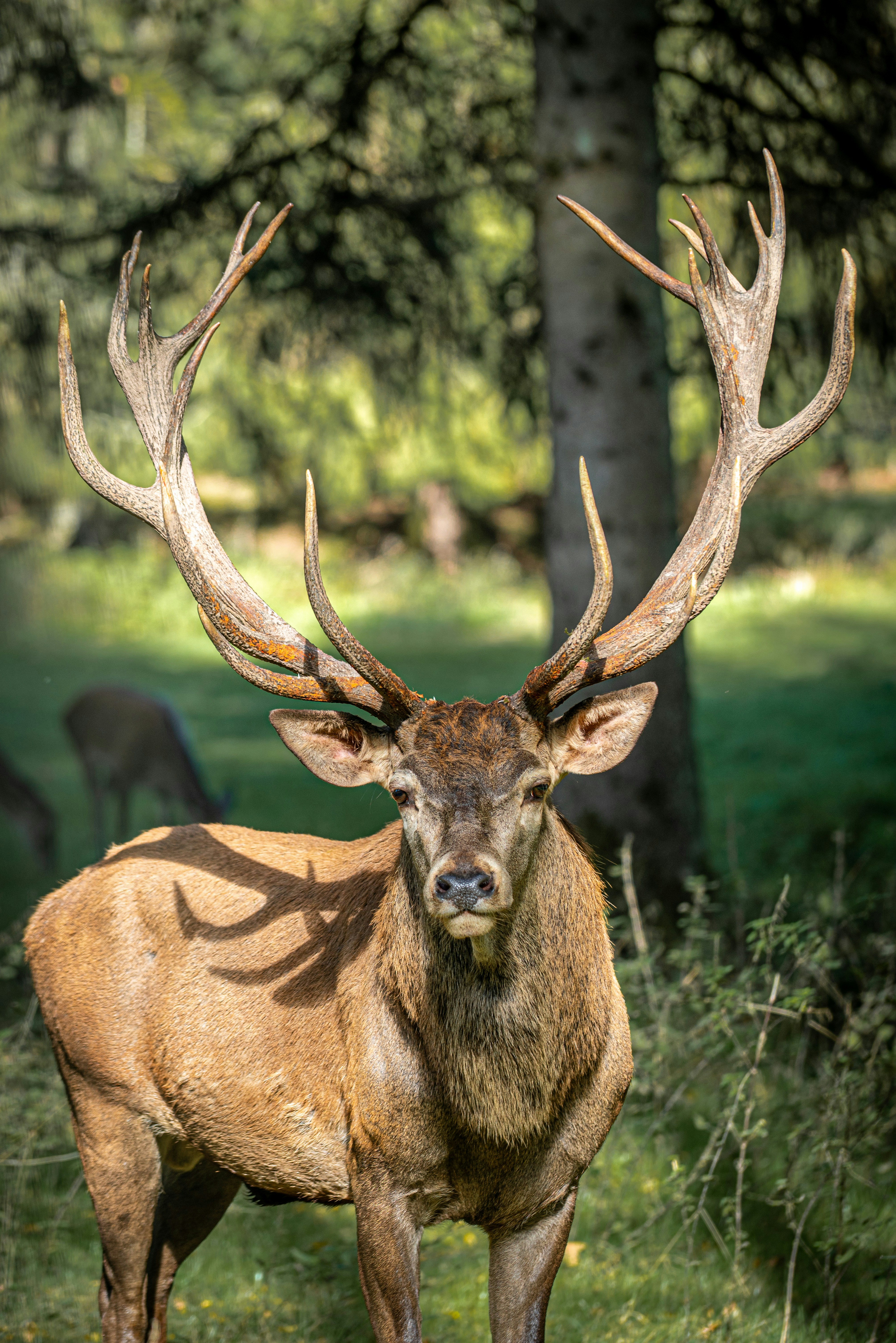 Majestic stag with large antlers in a forest