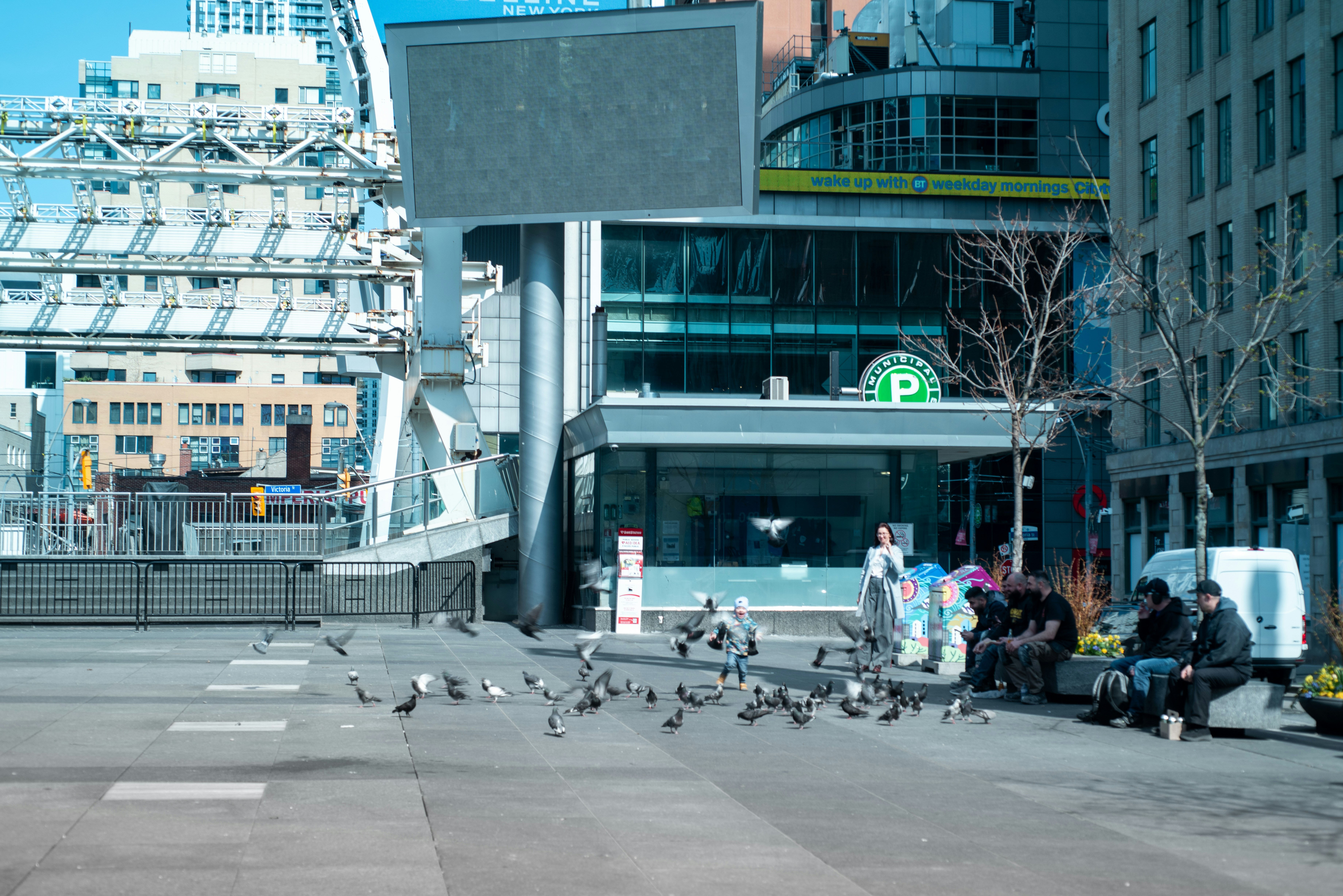 Urban Harmony: A Dance of Pigeons and People