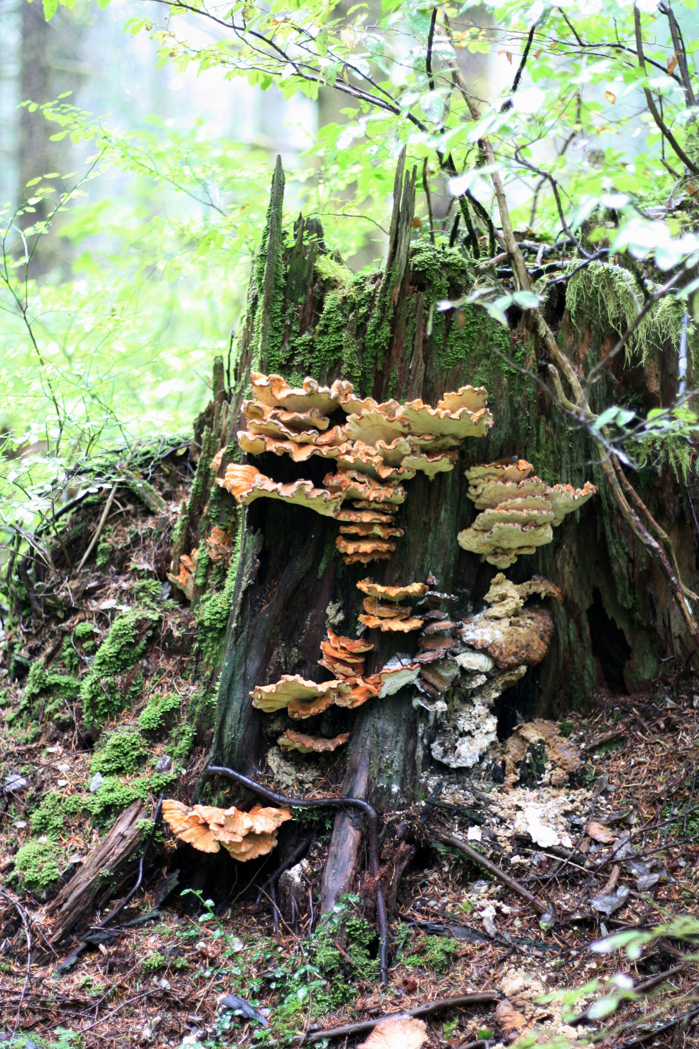 Fungi growing on a mossy tree stump in a forest. photo – Free Forest ...