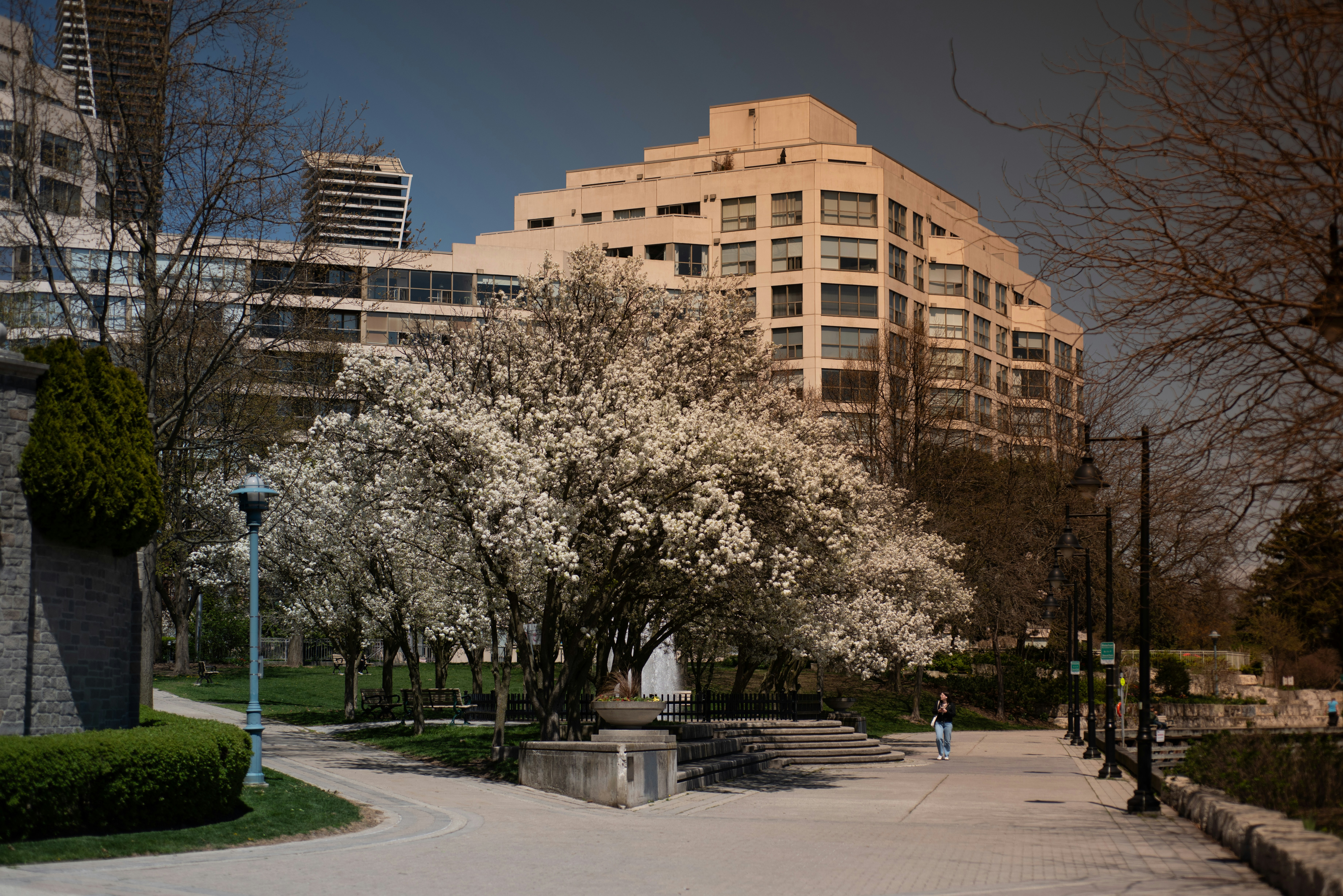 Blossoms Amidst Urban Serenity