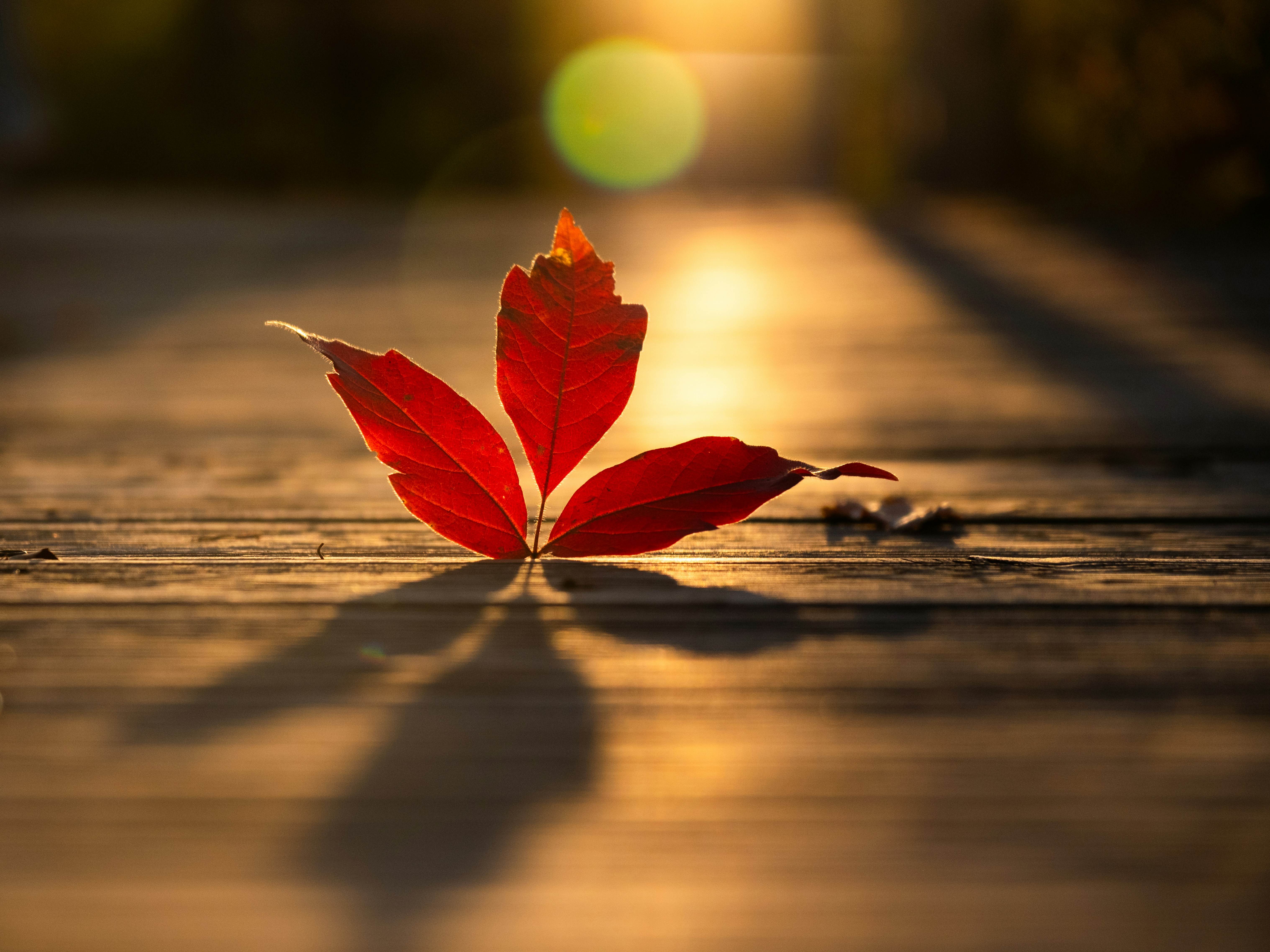Crimson Whisper on Weathered Wood