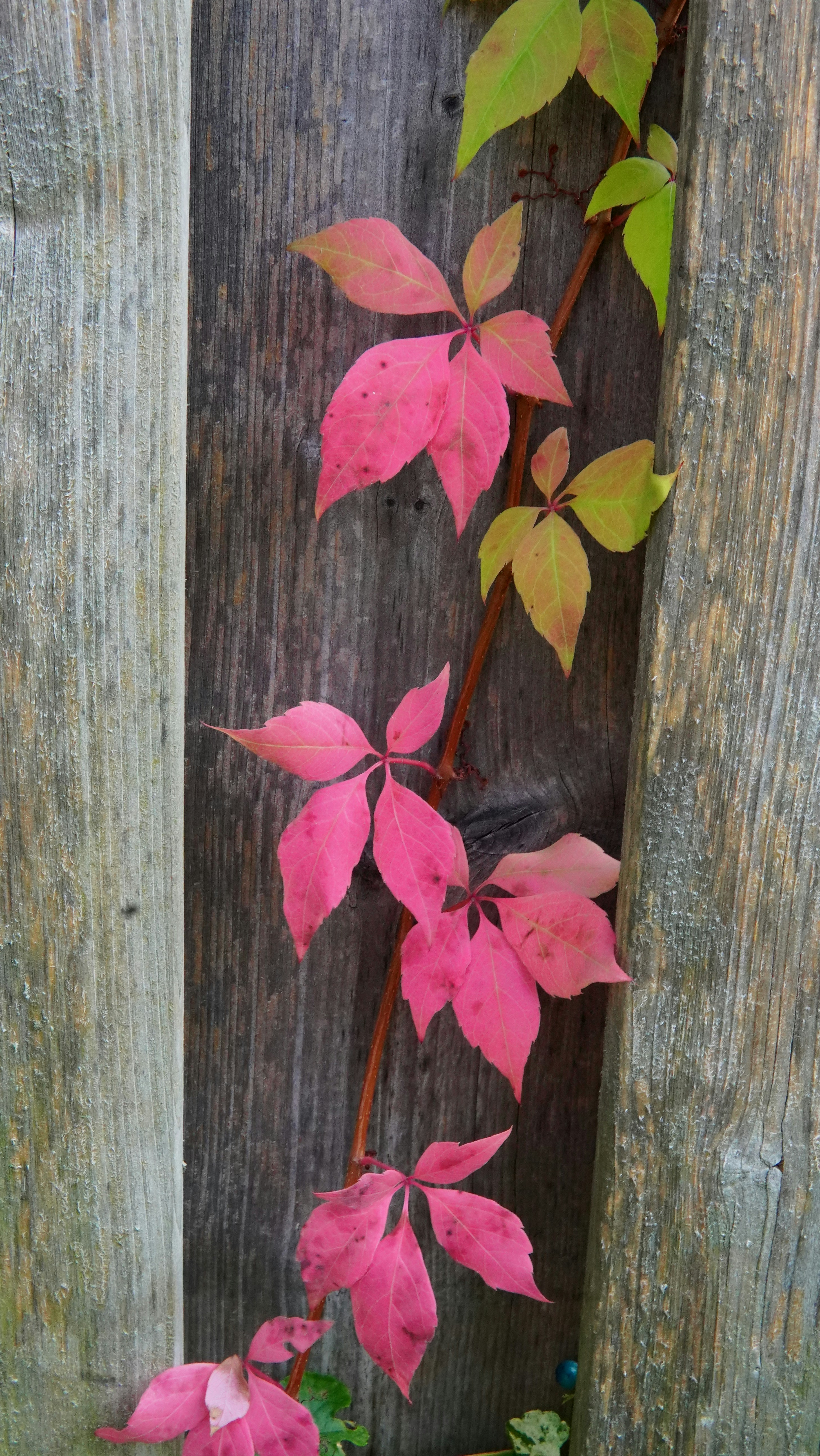 Nature's Color Palette: The Dance of Autumn Leaves