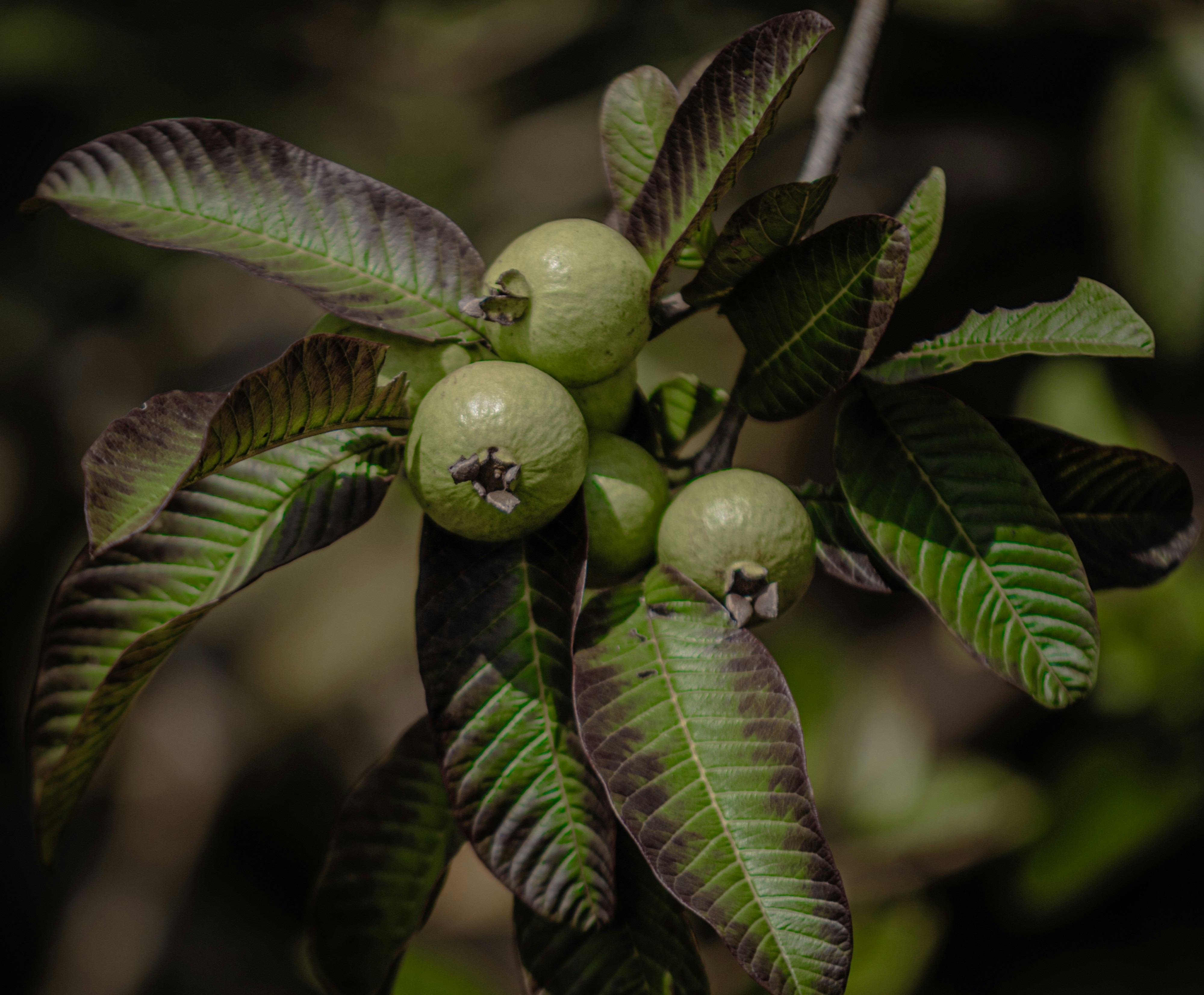 Guava growing on a tree | Green guavas growing on a tree branch.