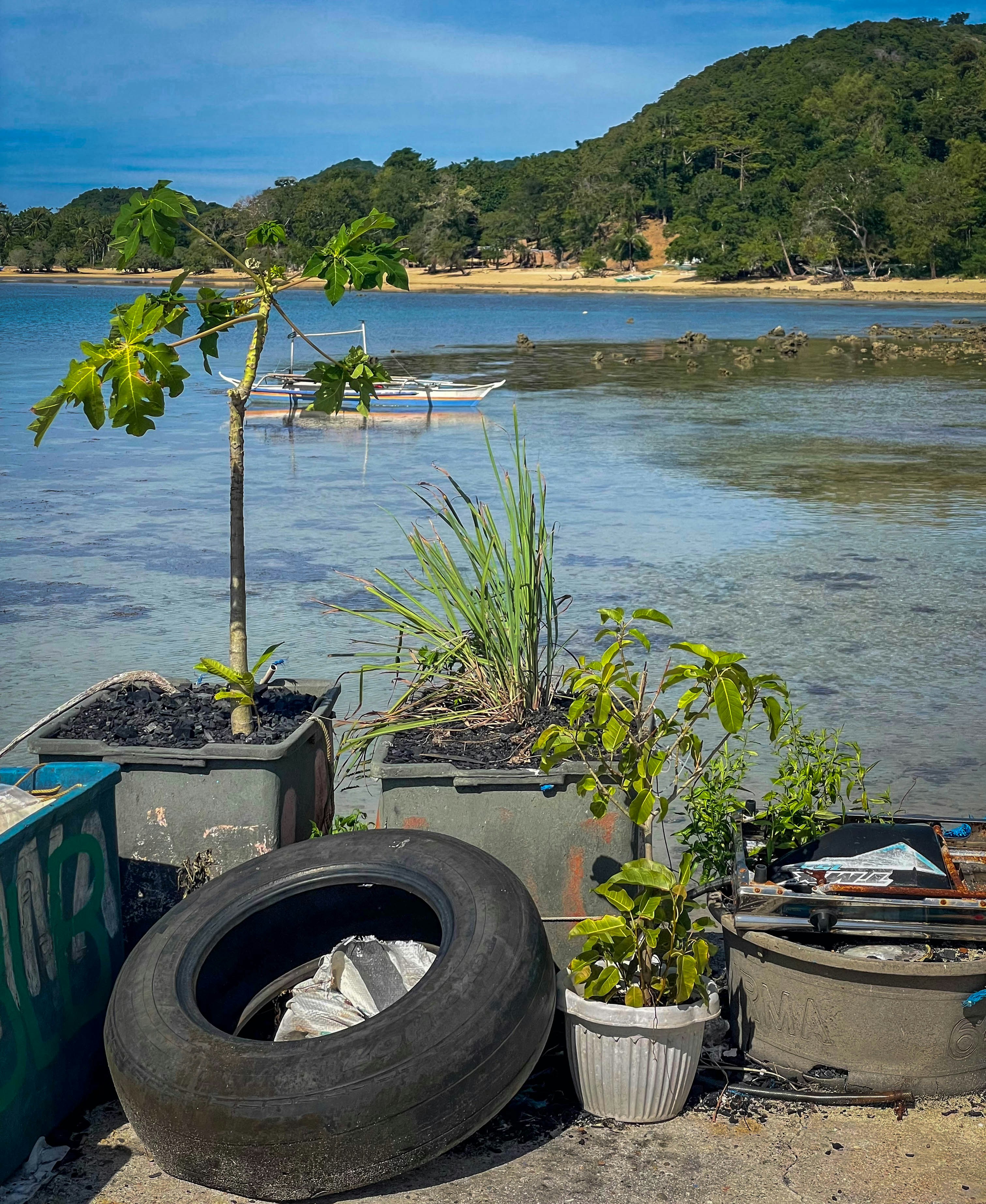 Harbor Scraps and Sprouts: A Quiet Coastal Composition