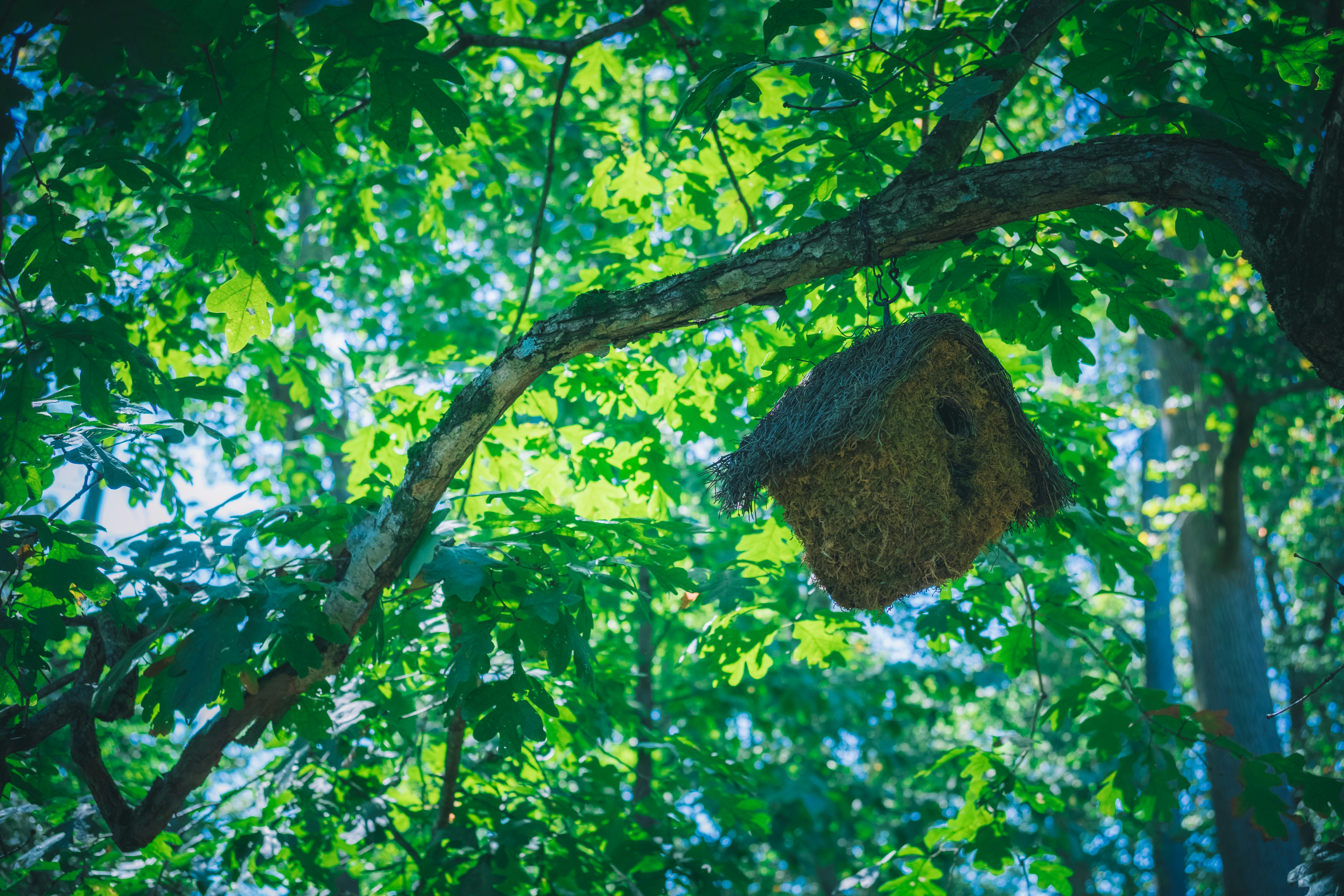 A wasp nest hanging from a tree branch