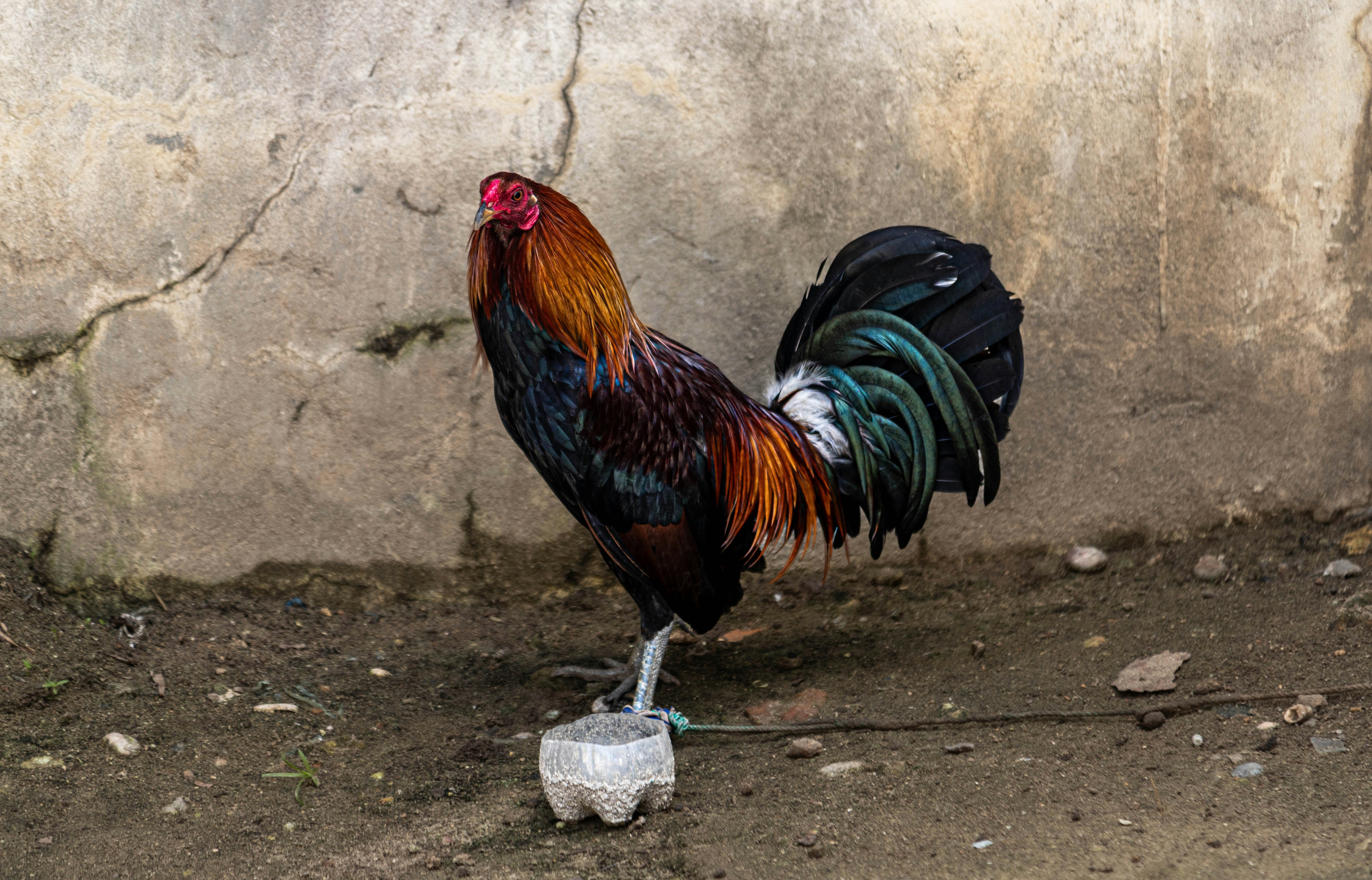 Regal Rooster: A Portrait of Vibrant Feathers