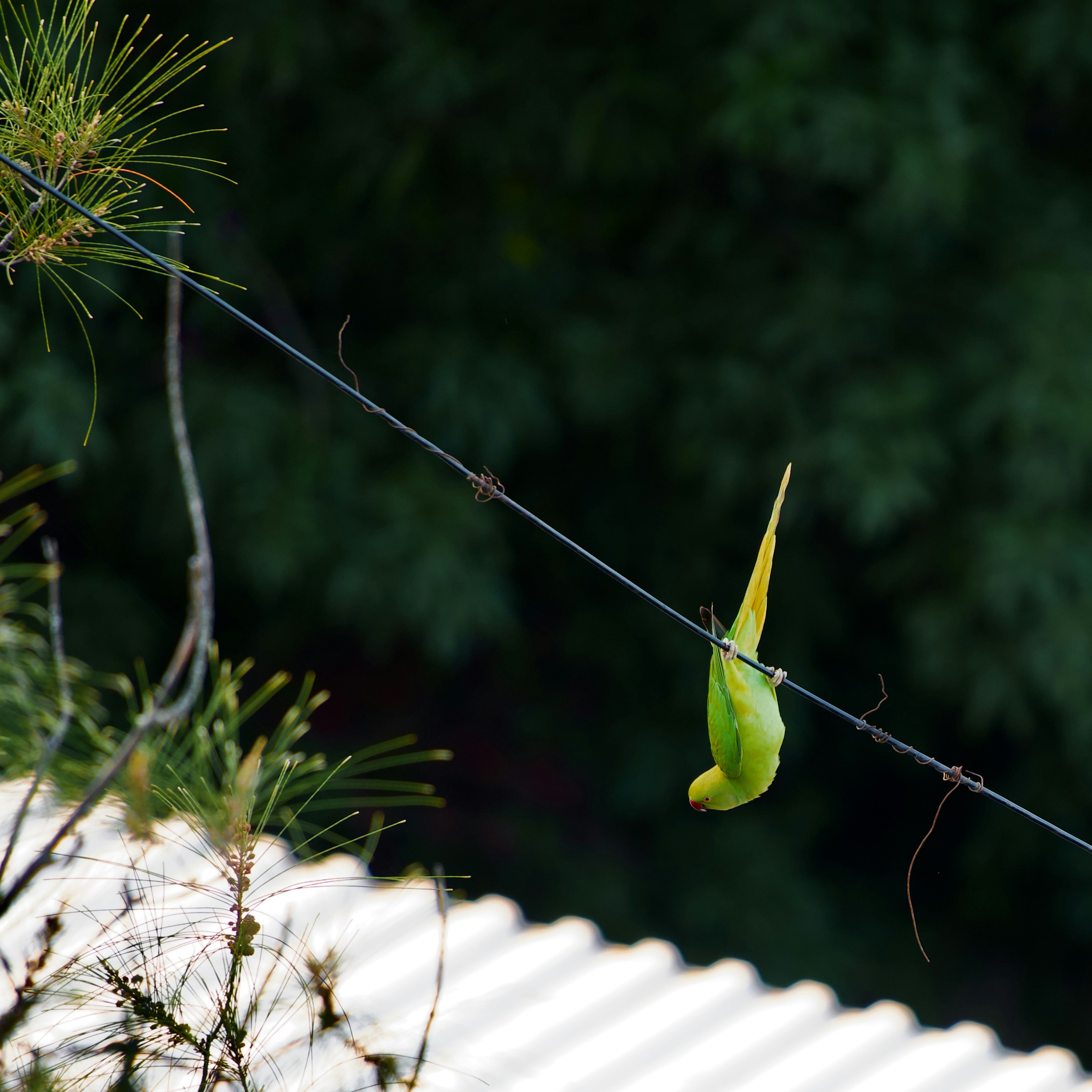 A Moment of Avian Grace