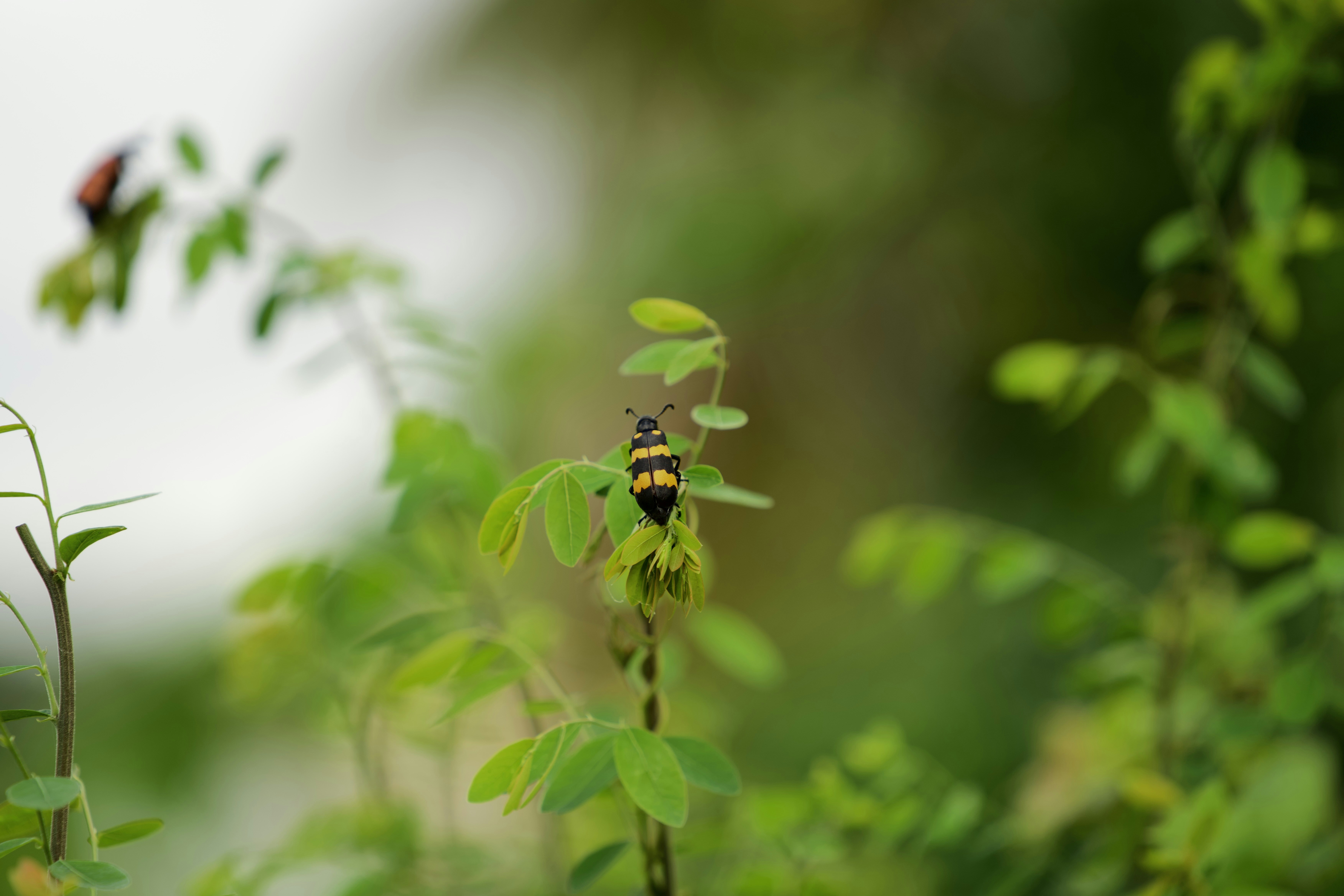 Nature's Tiny Jewel: The Colorful Insect