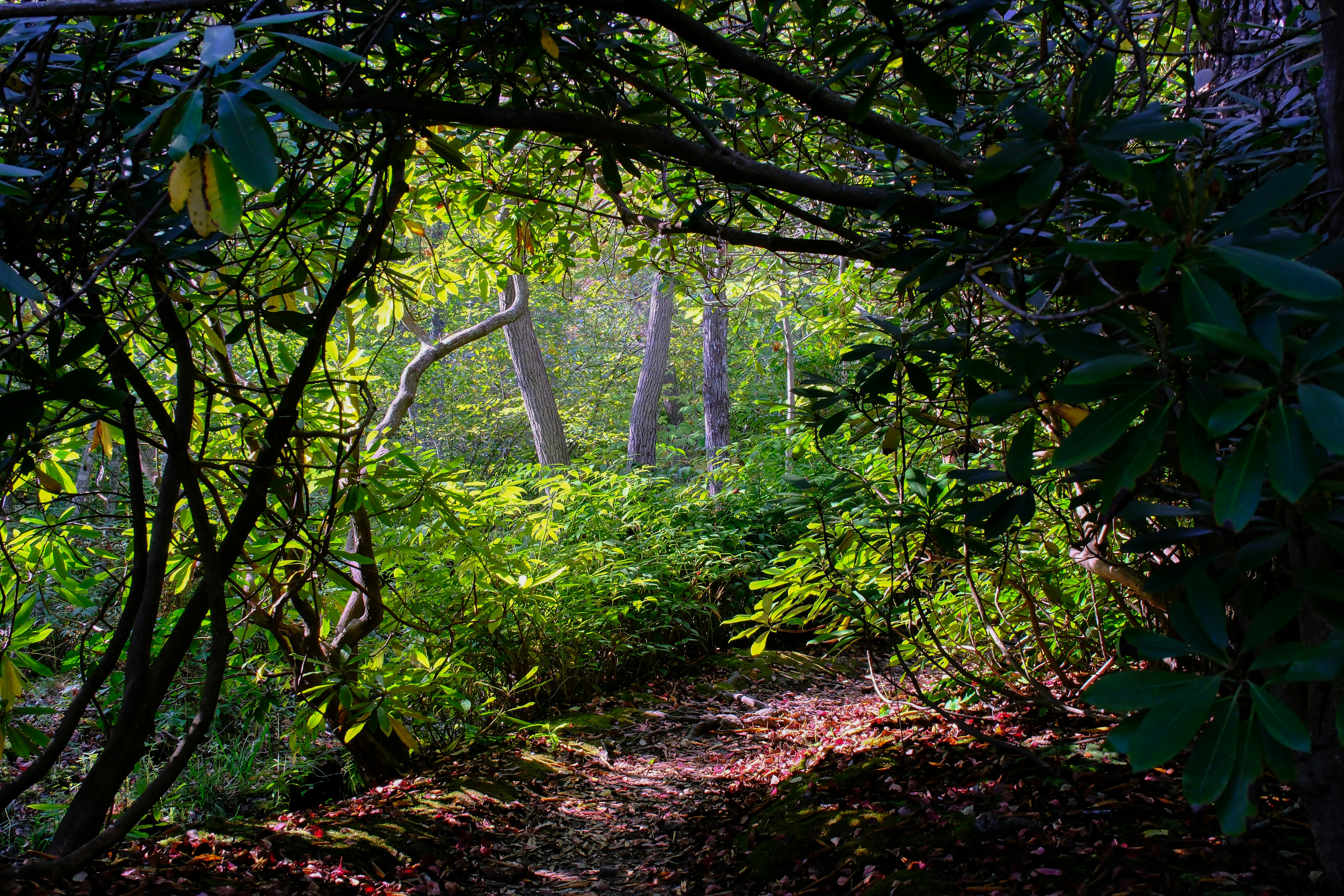 A serene forest pathway framed by lush greenery and dappled sunlight, inviting exploration. The scene captures the tranquility of nature's embrace.
