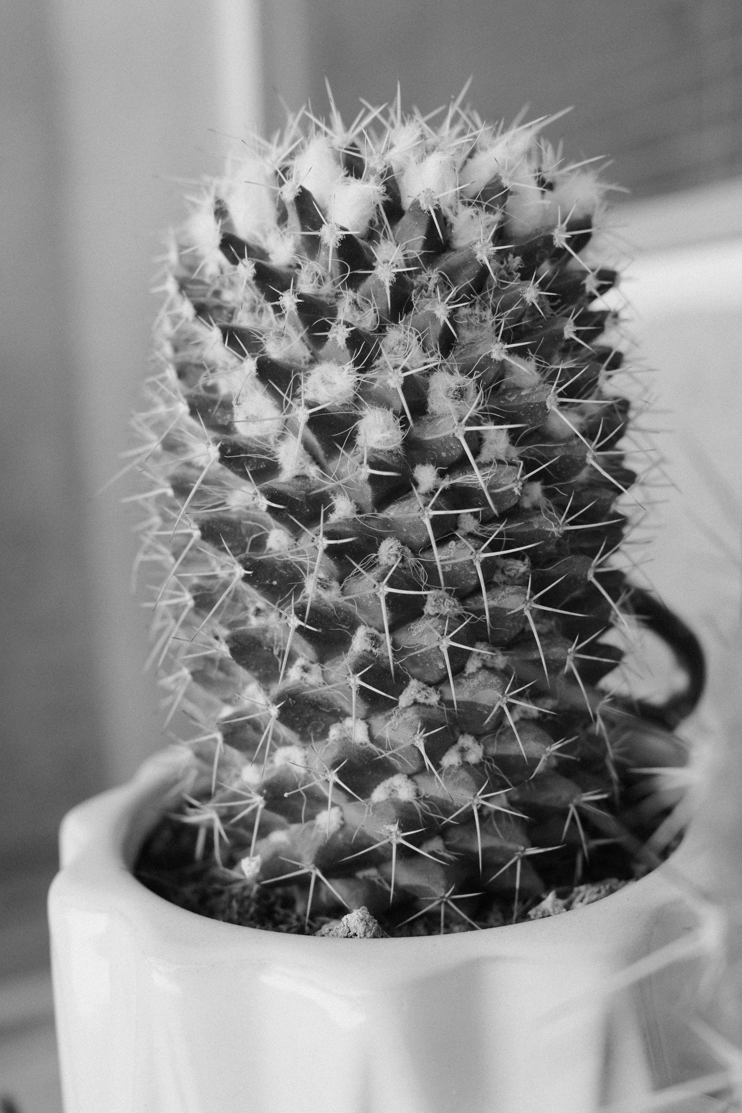A cactus in a pot. | A potted cactus with sharp spines and white fuzz.