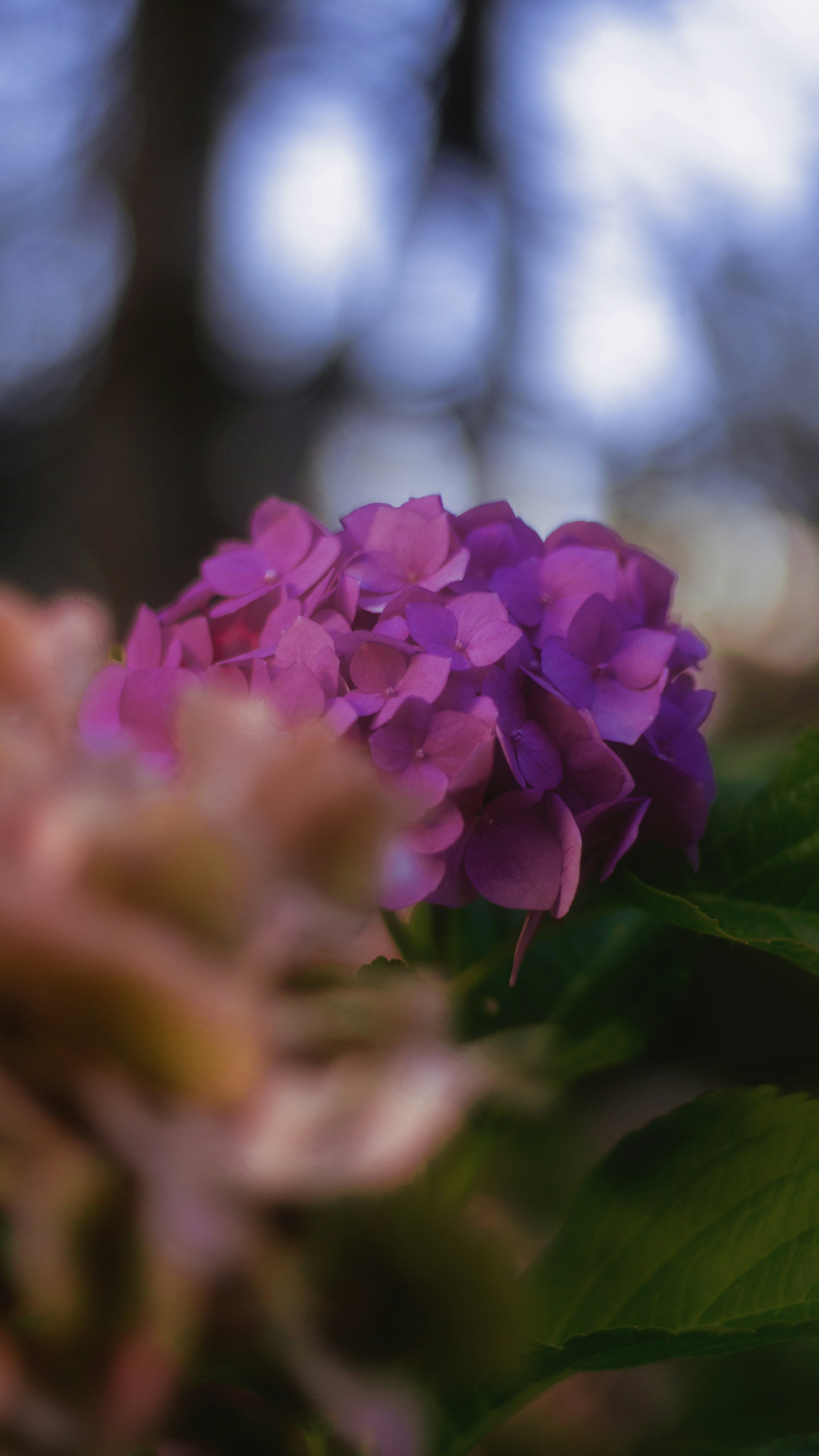 Whispers of Lavender: A Floral Embrace