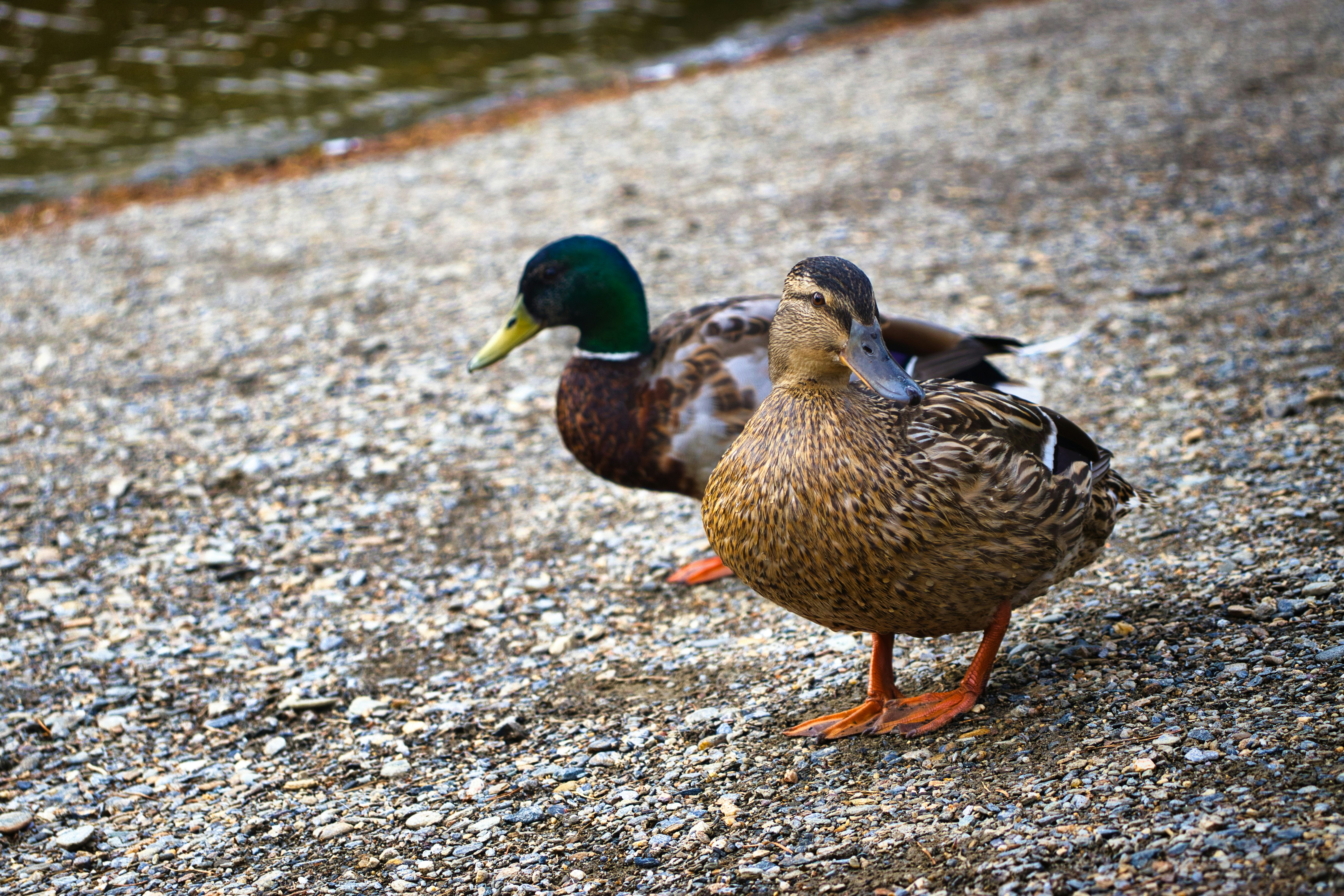 Two ducks walking on a pebble shore