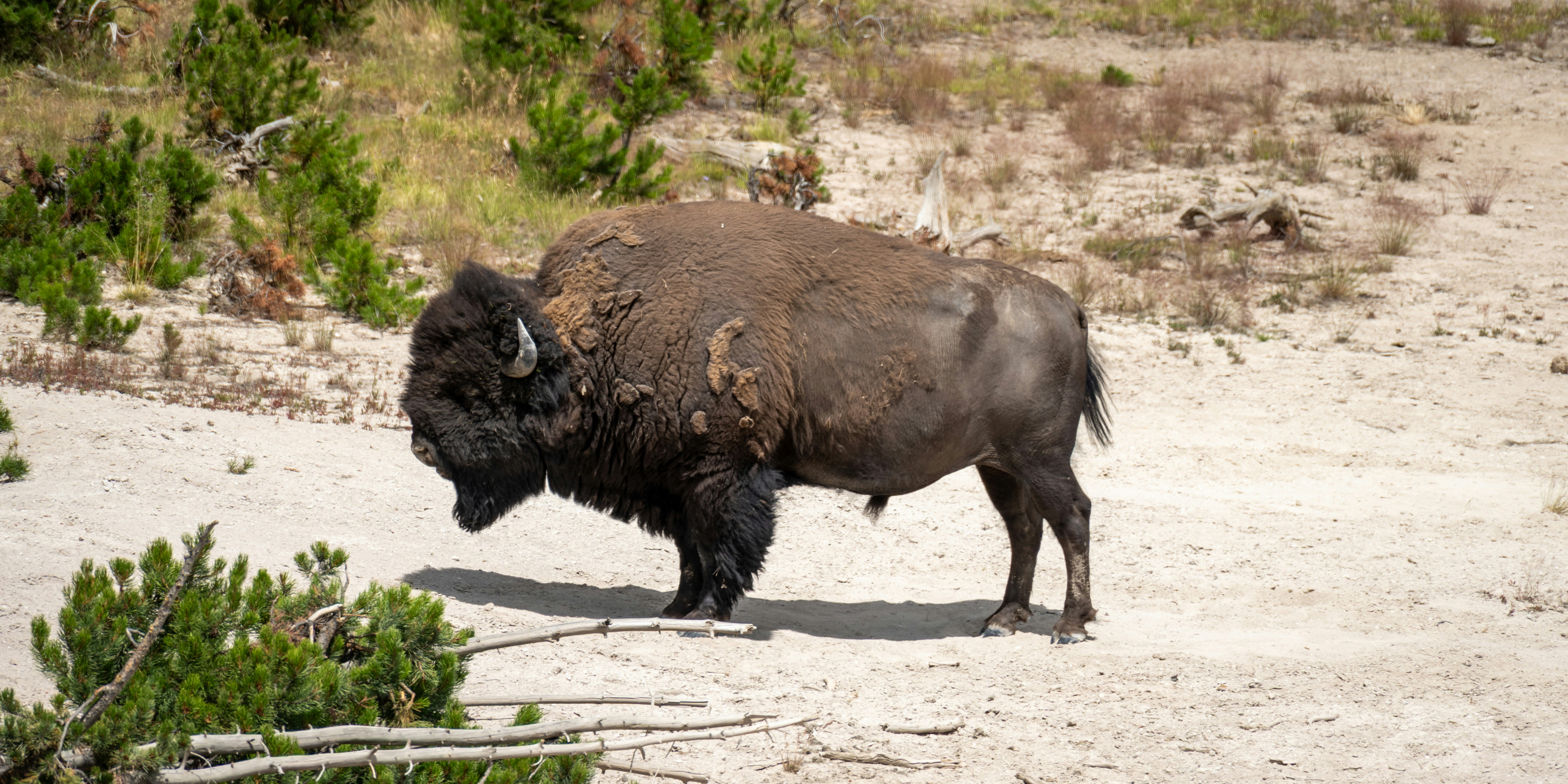 Gentle Giant of the Plains