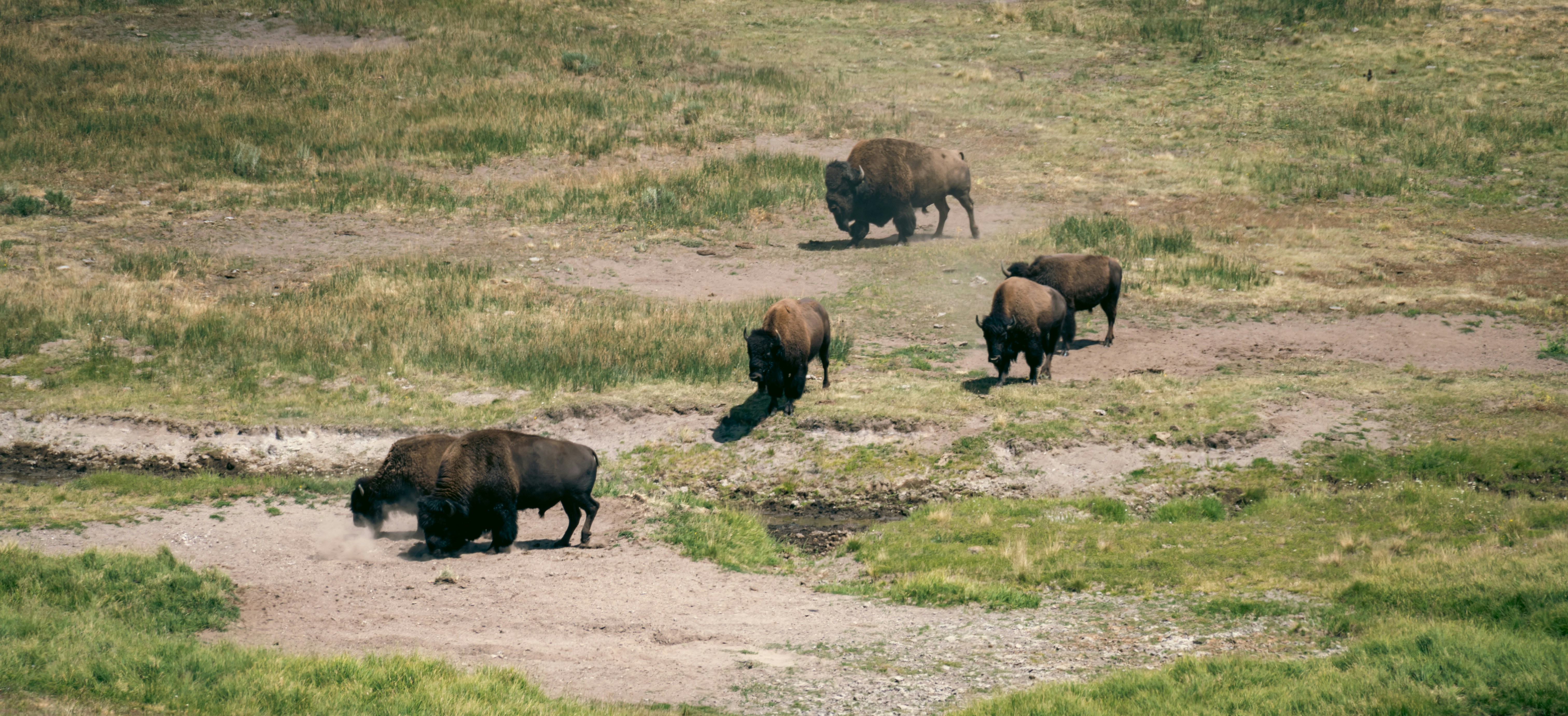 A herd of bison grazing in a grassy field.