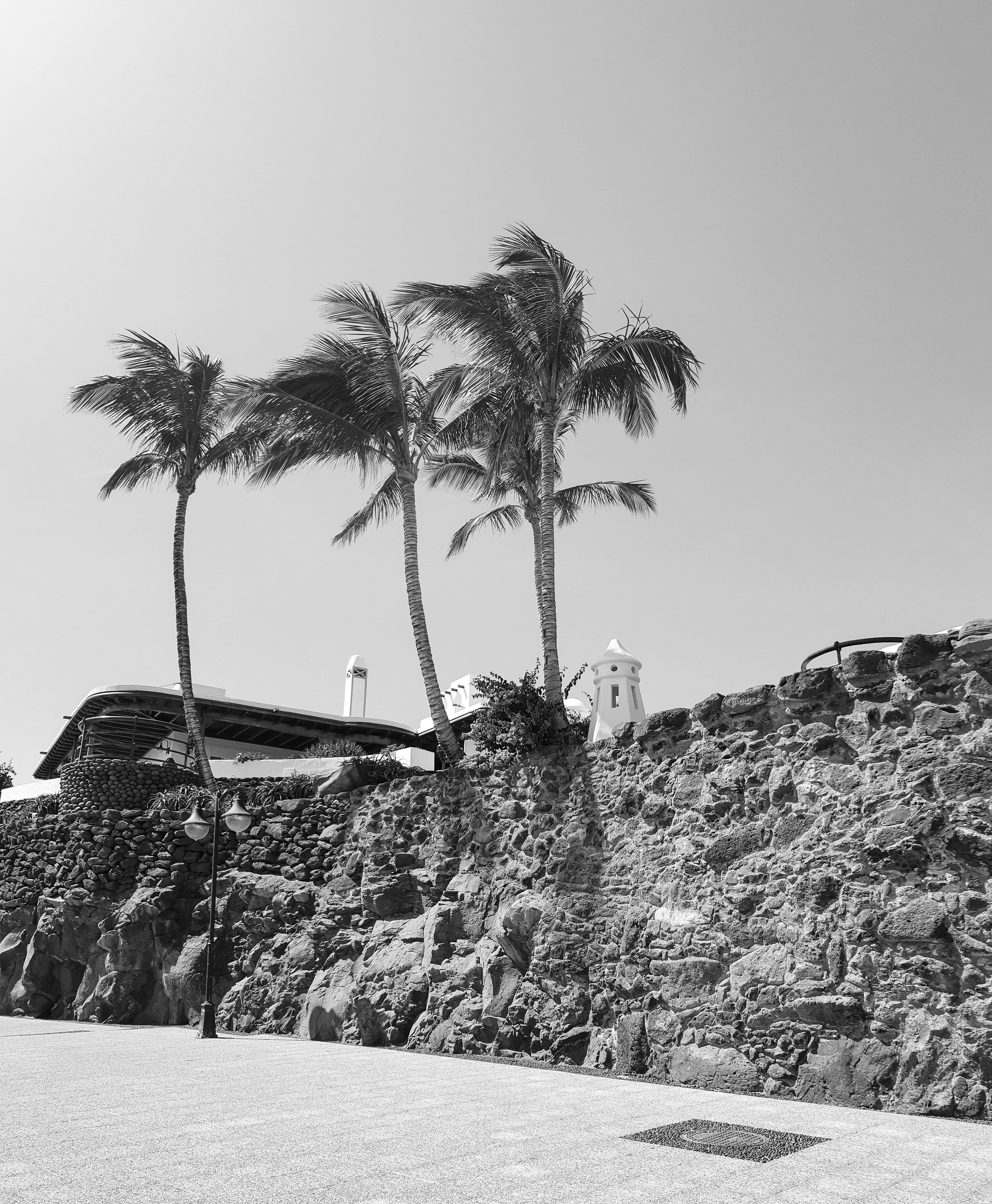 Black and White, Palm Trees | Palm trees sway above a stone wall