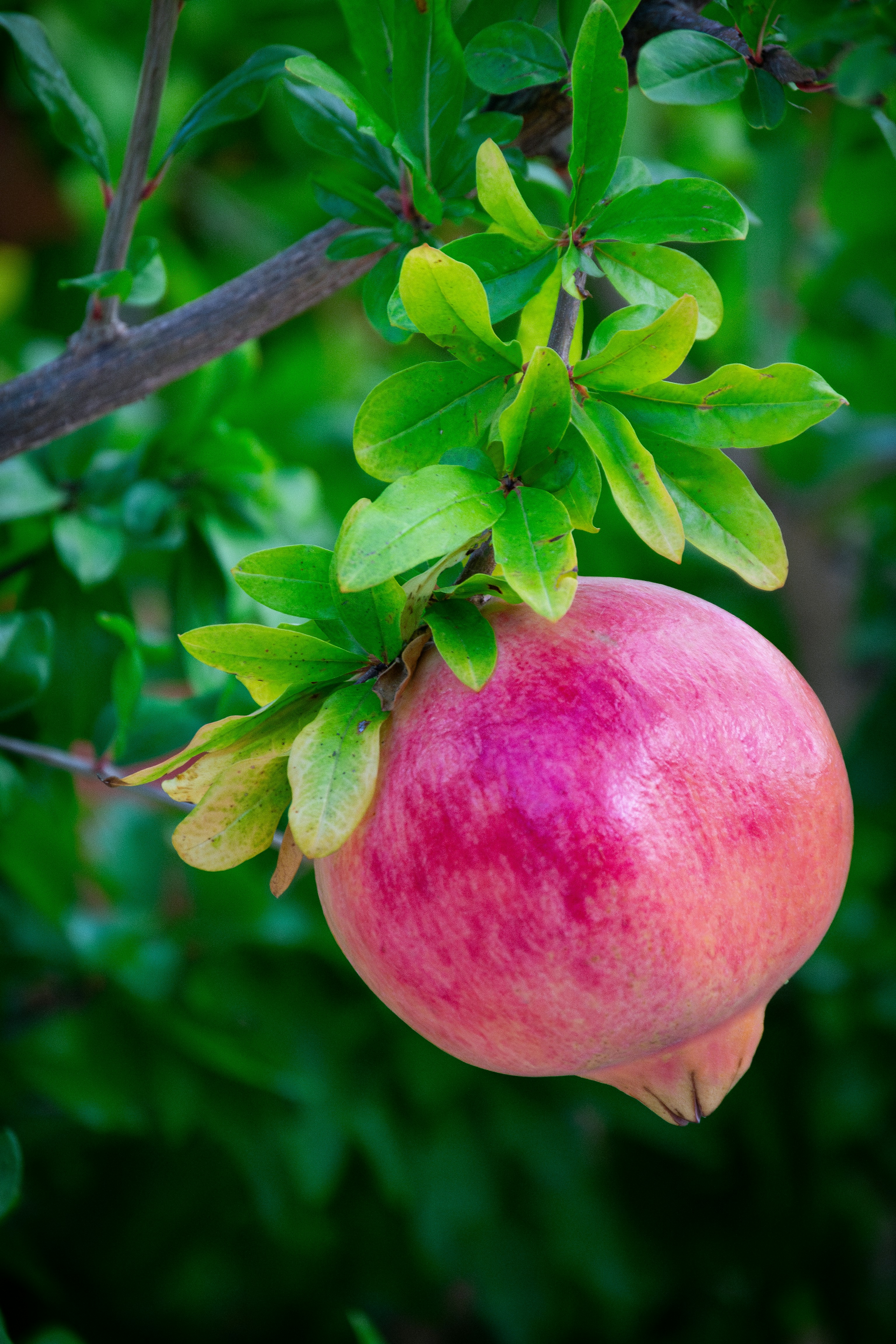 My eyes were drawn to this perfect pomegranate, hanging on its branch. Its skin was blushing a deep pink, warmed by the sun and seeming to hold all the sweetness of the fading summer. A beautiful, quiet moment capturing the rich and vibrant gift of the autumn harvest. | A ripe pomegranate hangs from a leafy branch.