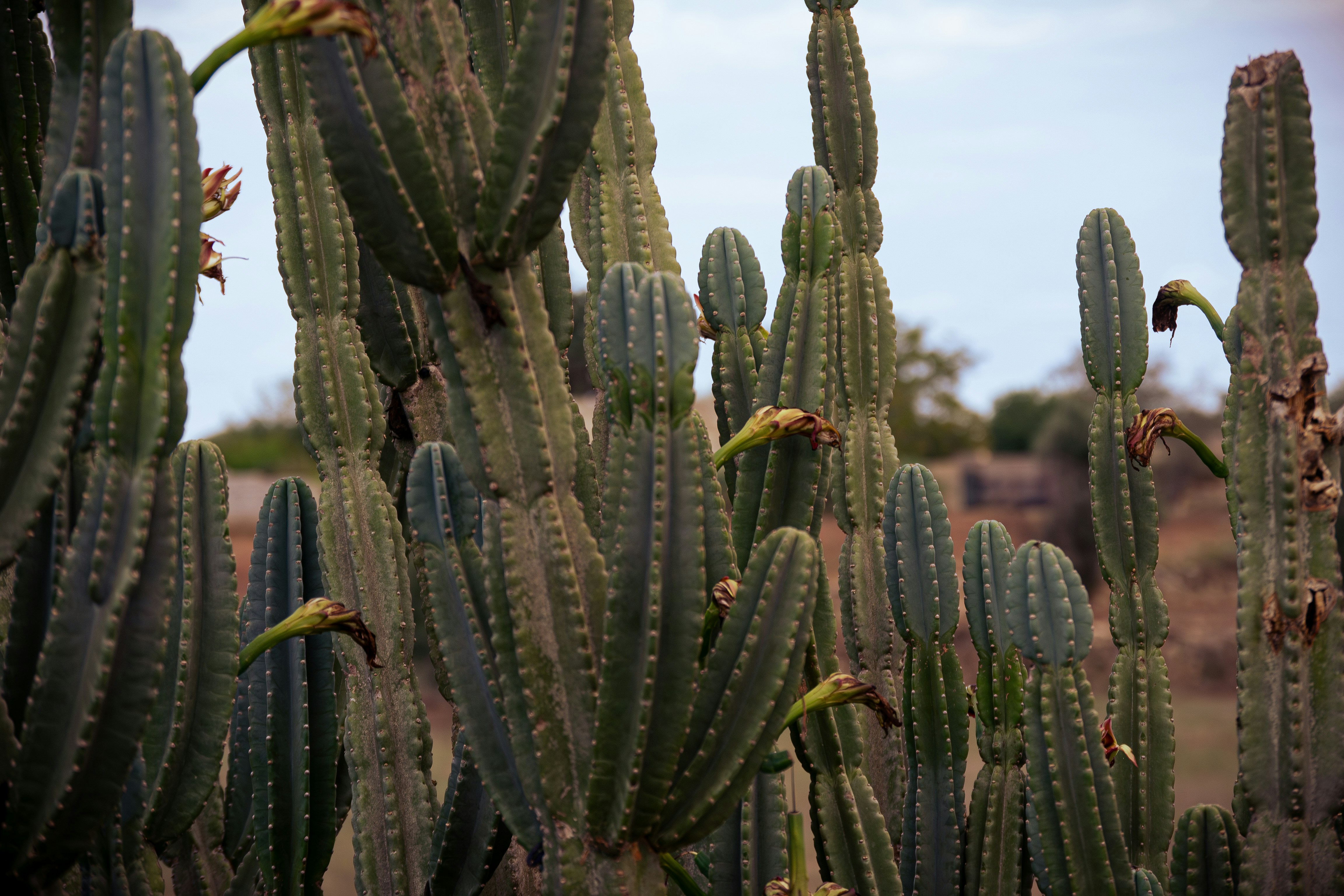 Walking through the Salento landscape this past October, I was met with this incredible sight. Not just one or two, but a whole colony of blue cacti standing together like silent guardians. Their sheer number created a forest of texture and soft color against the autumn sky. A powerful and beautifully wild corner of Puglia | Tall green cacti with small buds against a cloudy sky.