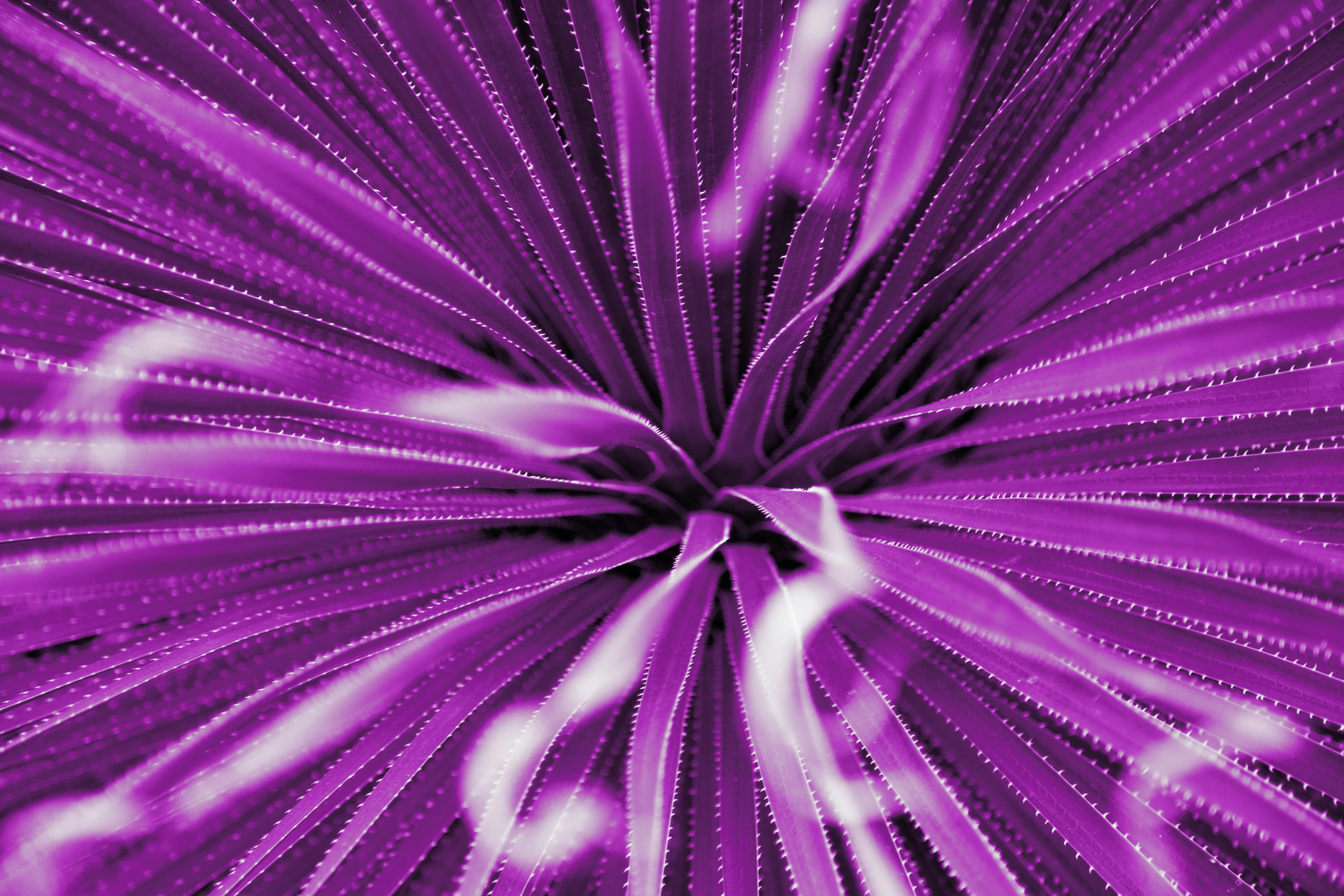 Monochromatic purple image of a succulent plant meant for use as an abstract background | Close-up of purple plant with white streaks