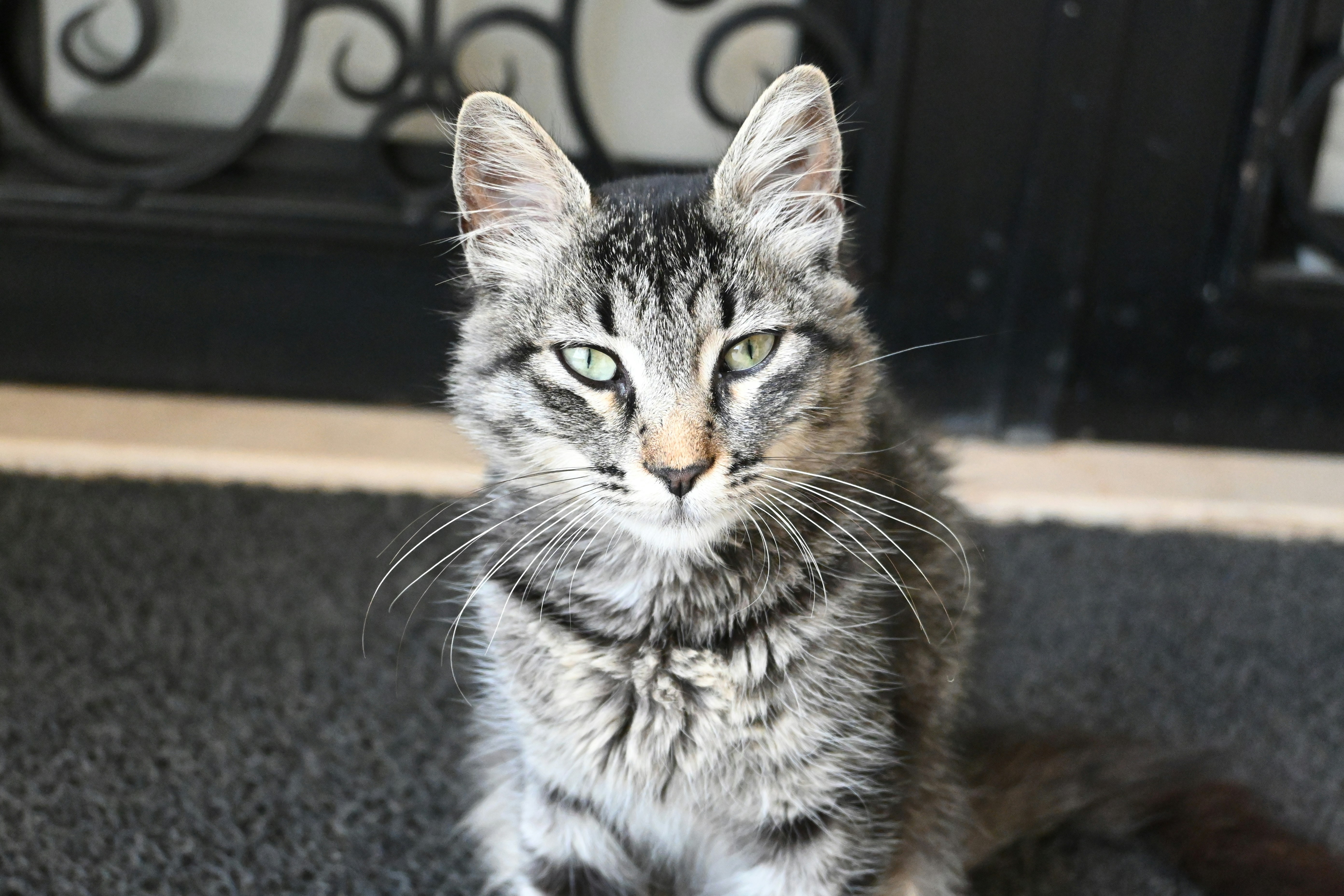 Whiskered Guardian of the Threshold