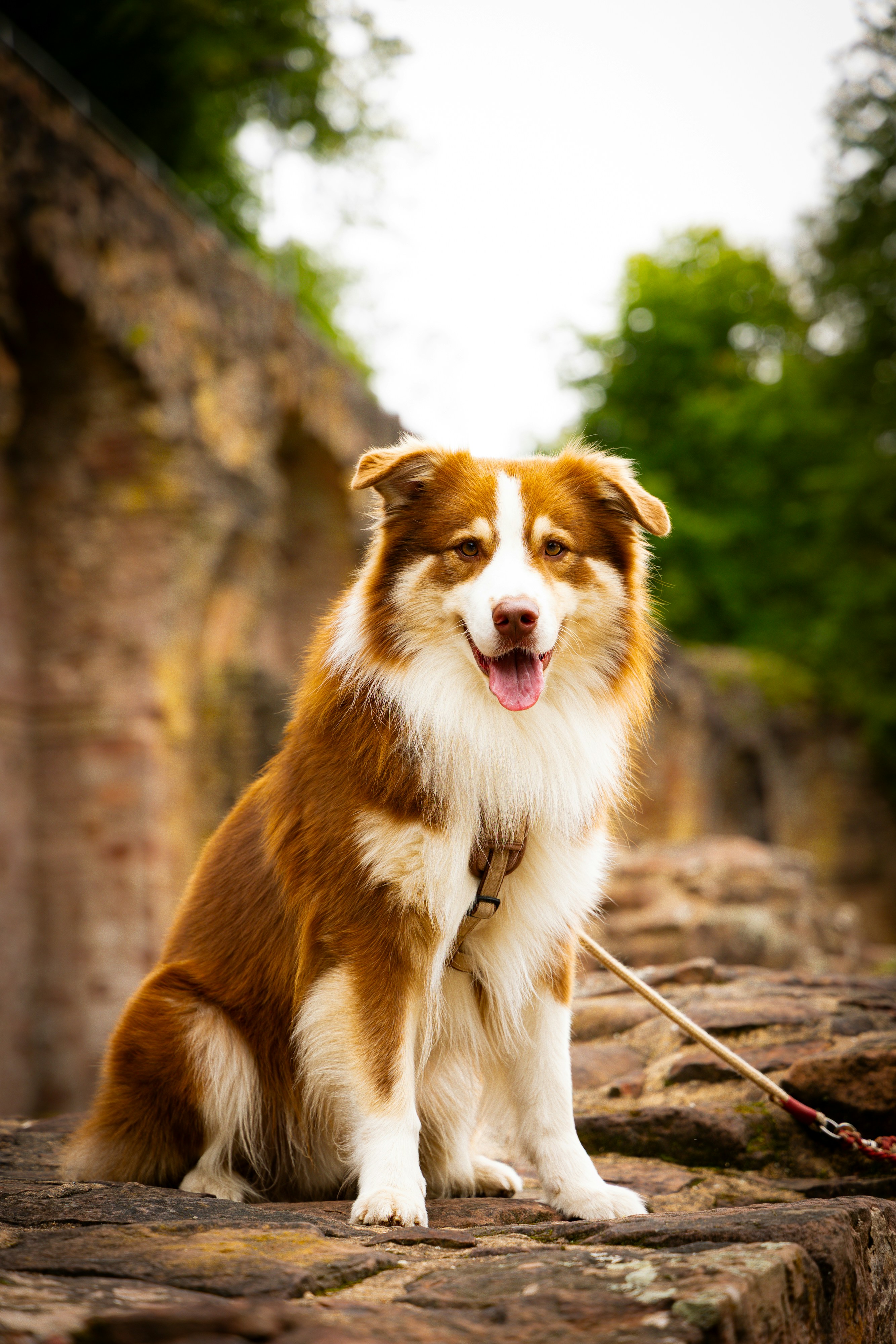 Dog | A happy australian shepherd dog sits outdoors.