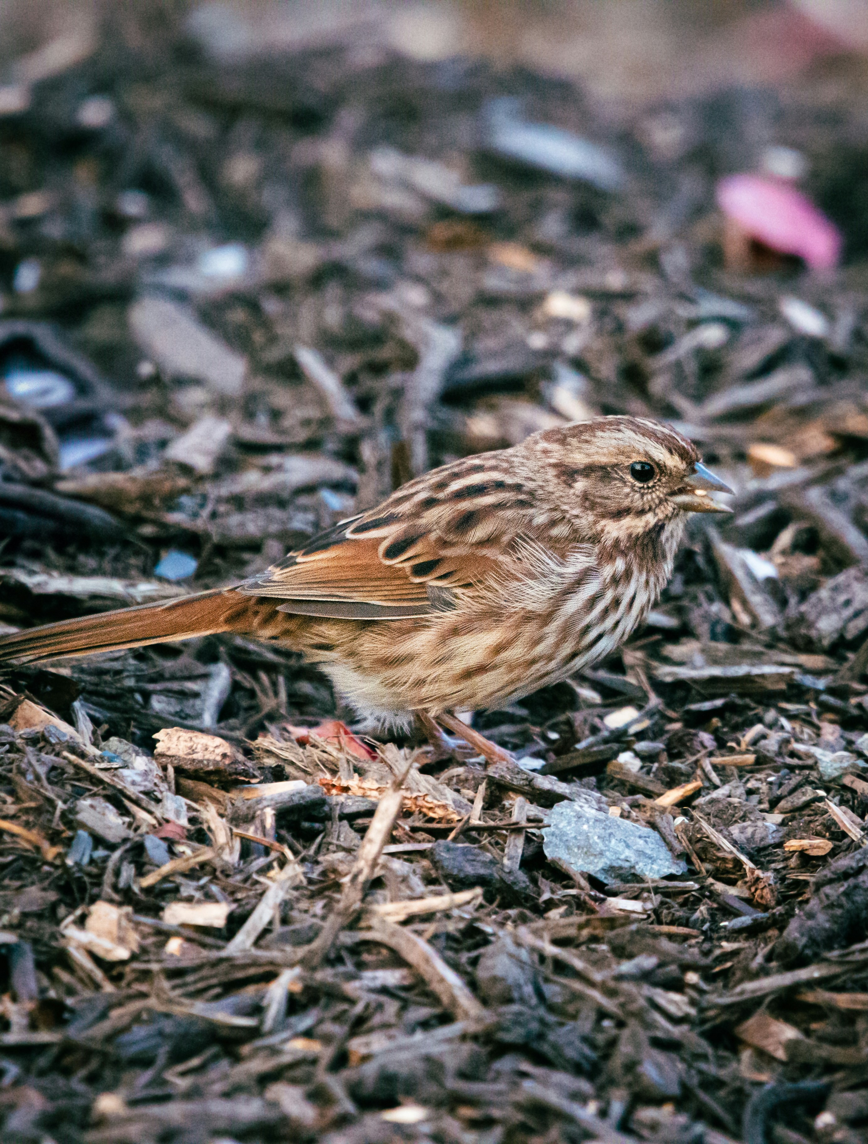 A small brown sparrow stands on wood chips.