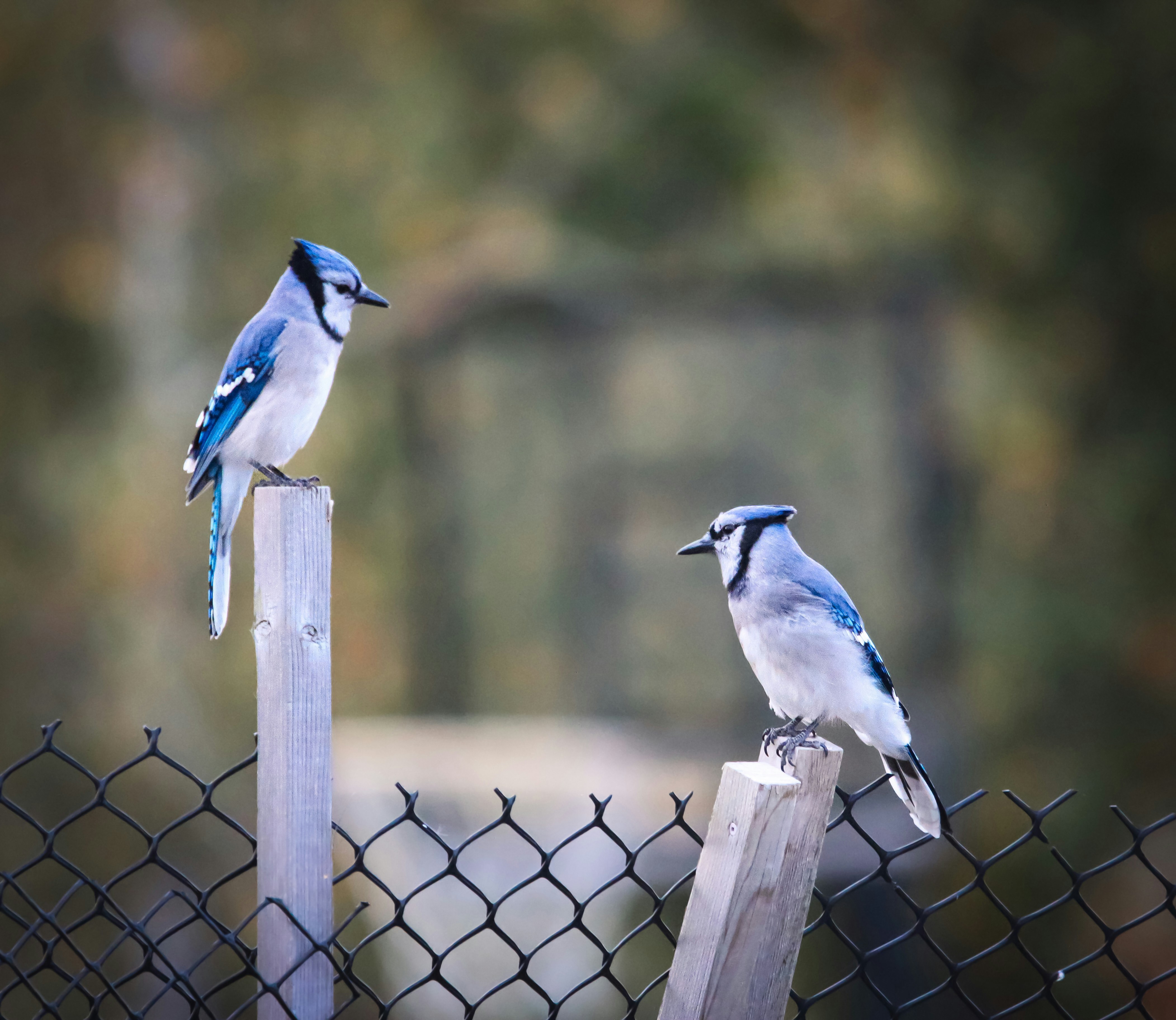 Parallel Perches: Two Blue Jays on Weathered Posts