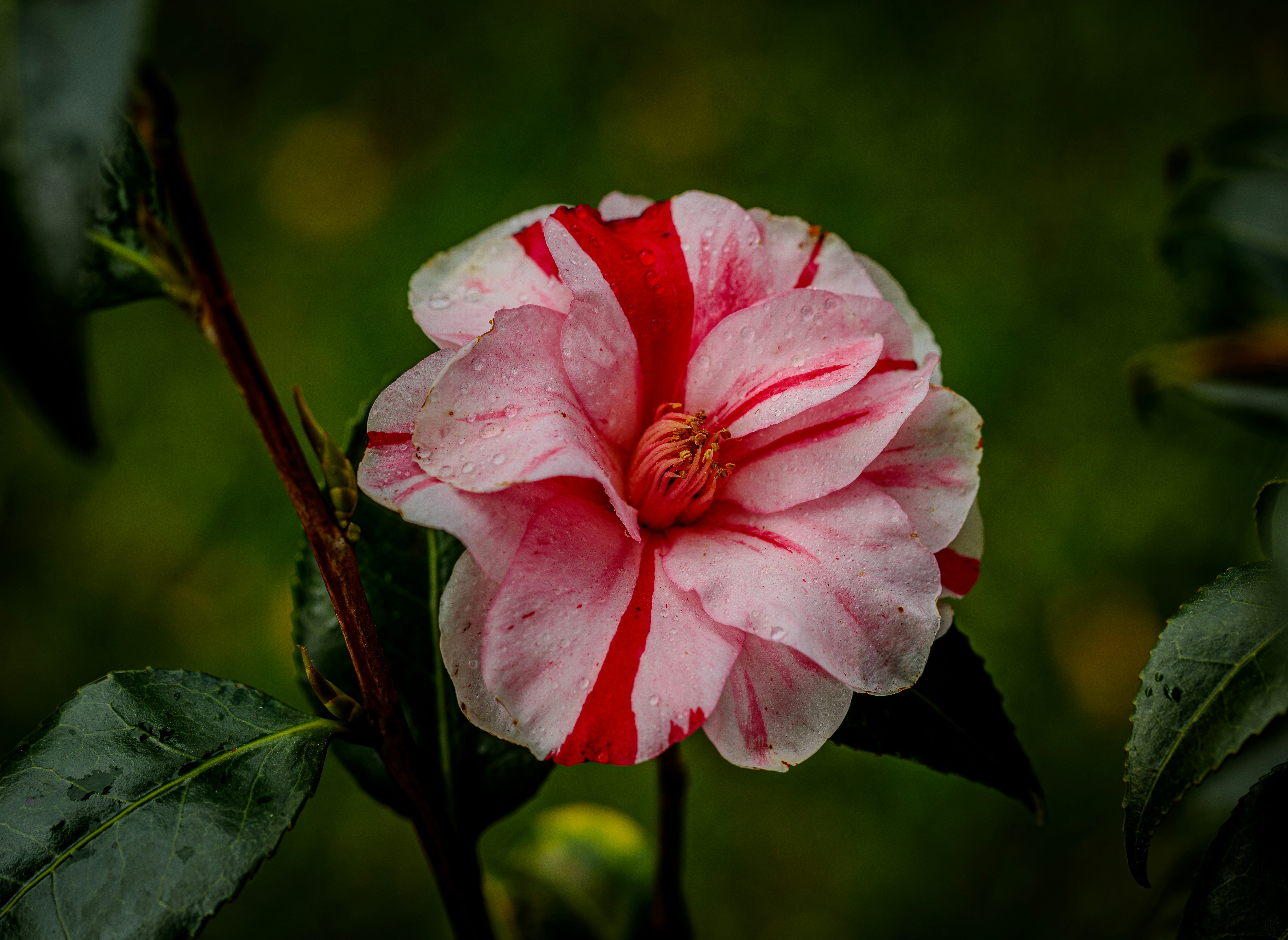 Whispers of Nature: The Striped Camellia