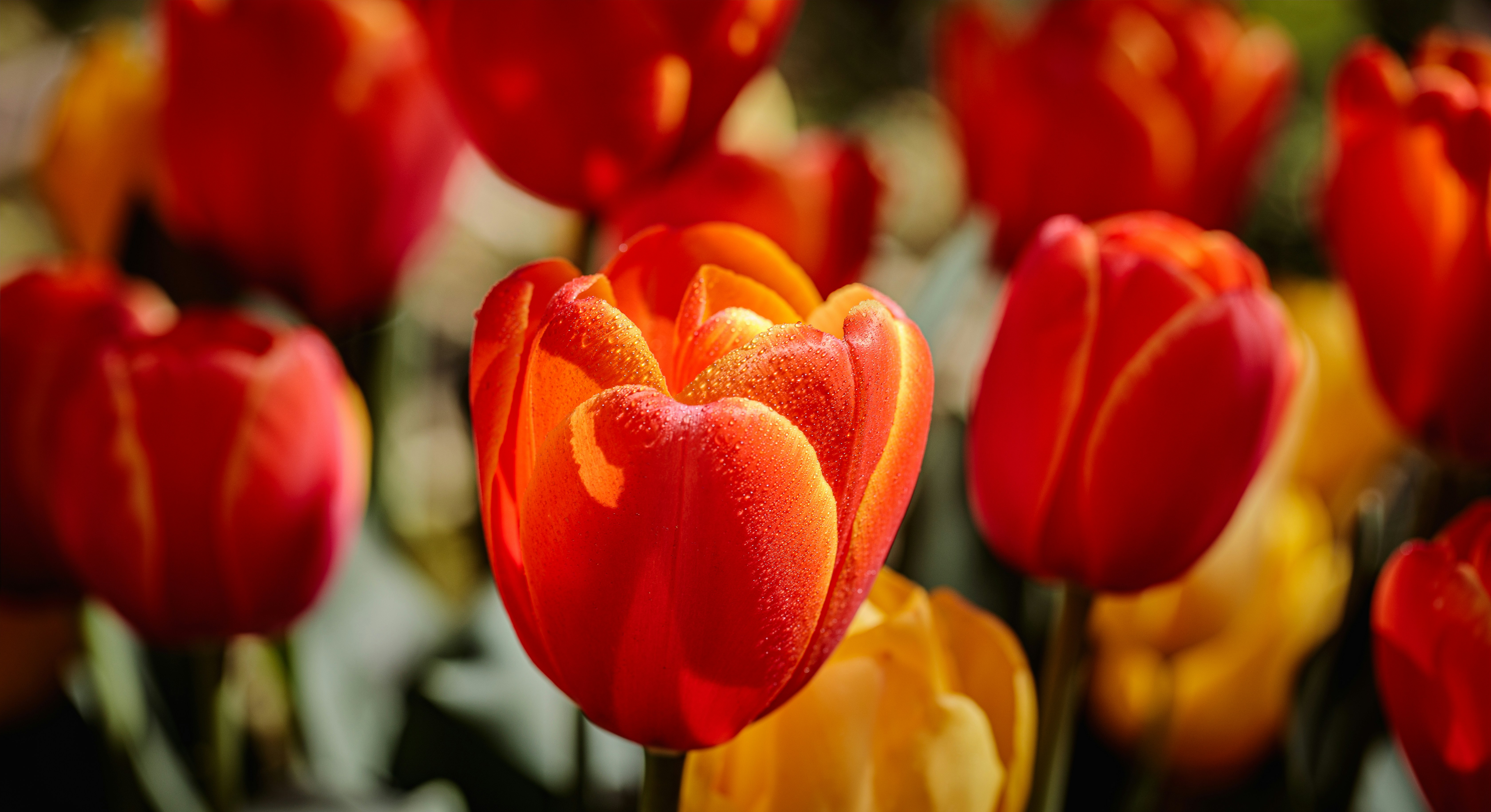 Orange & yellow tulip warriors, aka 'Demon Hunters', at the Leura Gardens Festival, 2025. Photographed at the 'Ewanrigg' garden, located at 100 Gladstone Road, Leura - in the Blue Mountains, 90 minutes drive from Sydney. Australia. My Canon EOS 5D Mk IV with the Canon EF 100mm f/2.8L Macro IS USM lens. | A vibrant close-up of red and yellow tulips blooming.