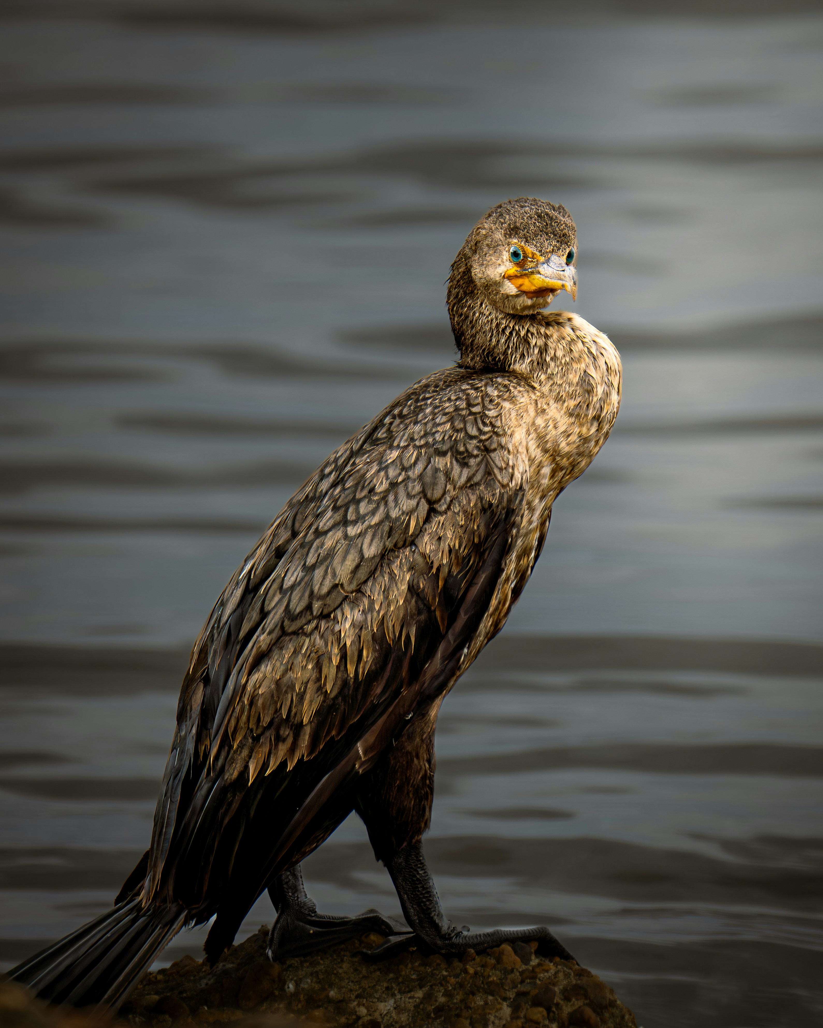 A great cormorant (Phalacrocorax carbo) standing upright on a rock near the water, showing detailed feathers and natural textures. | A cormorant bird stands on a rock near water.