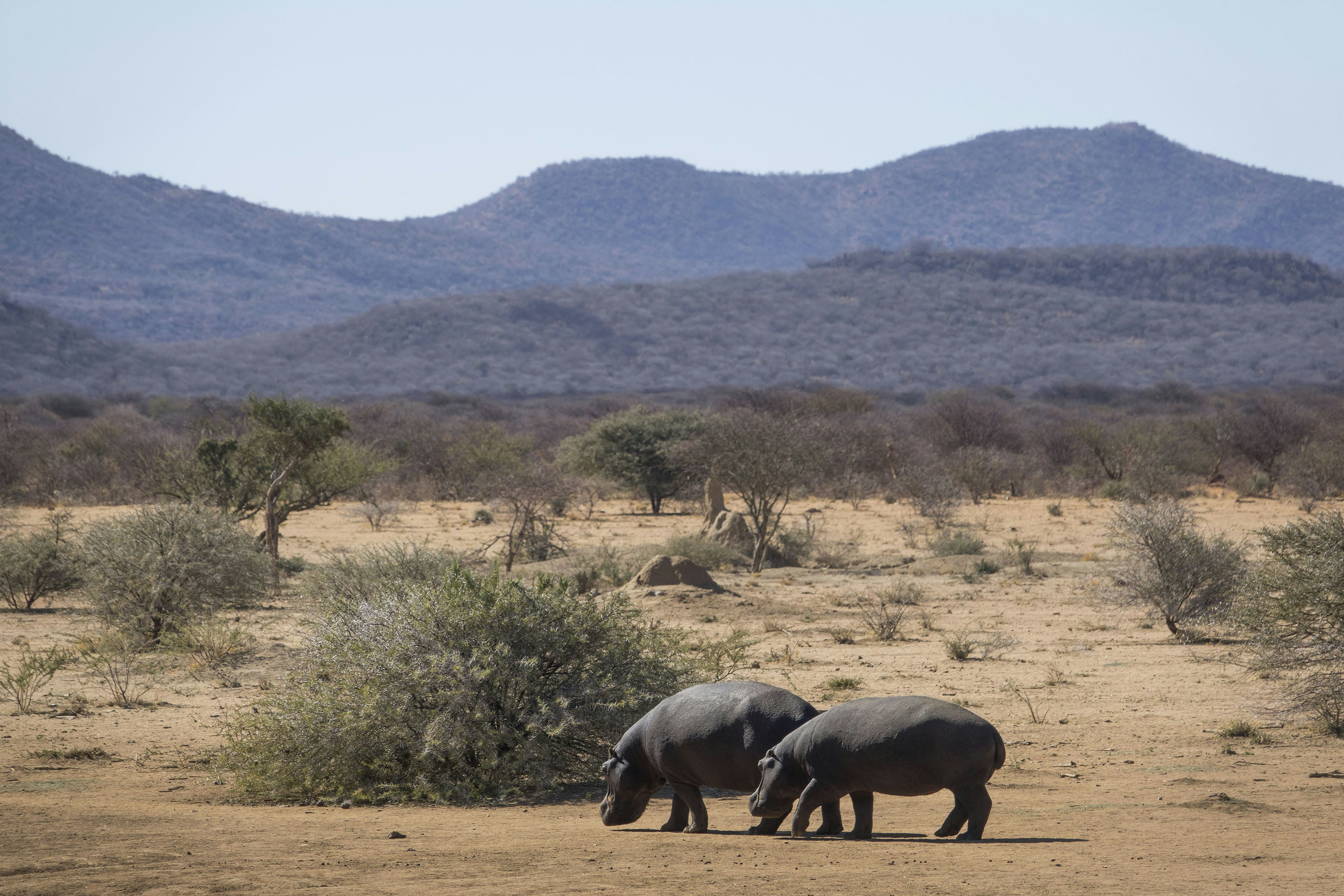 Two hippos grazing in a dry, savanna landscape.